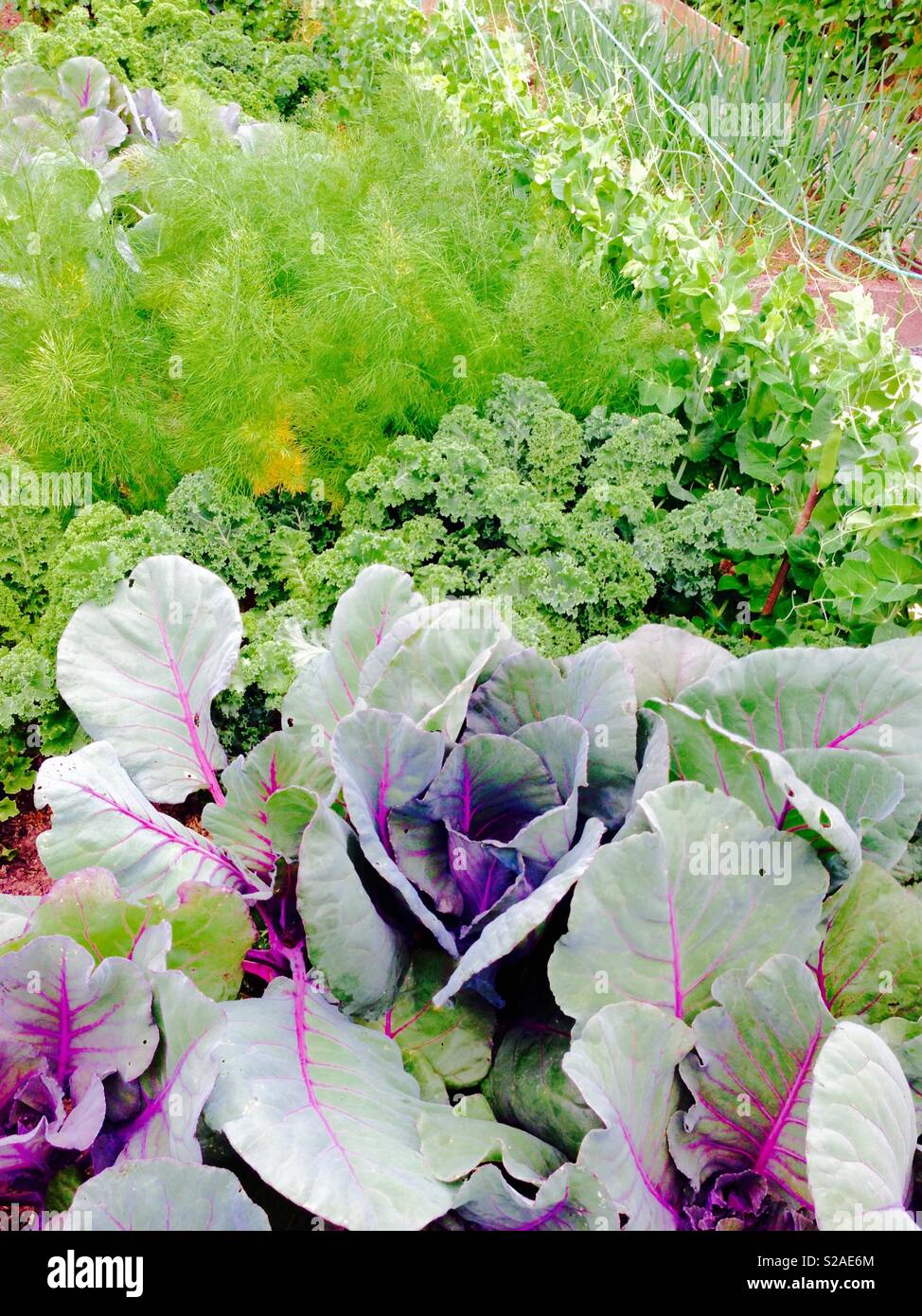 Bumper crop hi-res stock photography and images - Alamy