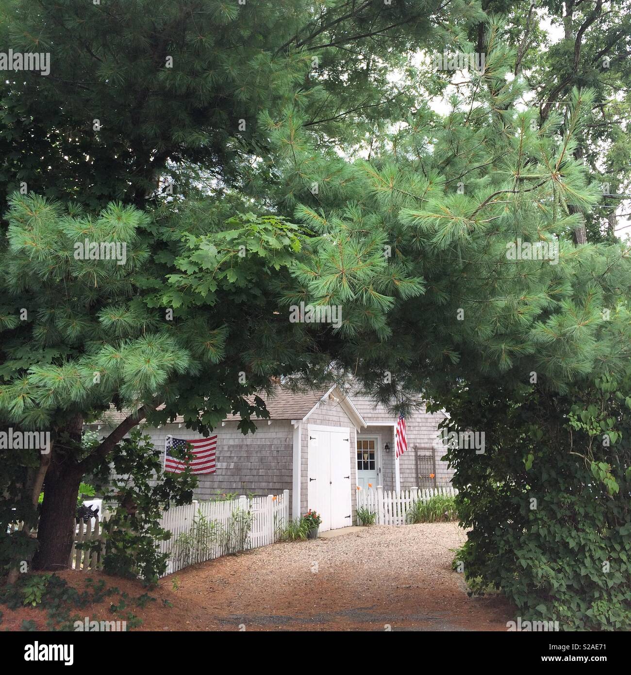 Evergreen trees frame a driveway and home, Cape Cod, Massachusetts ...