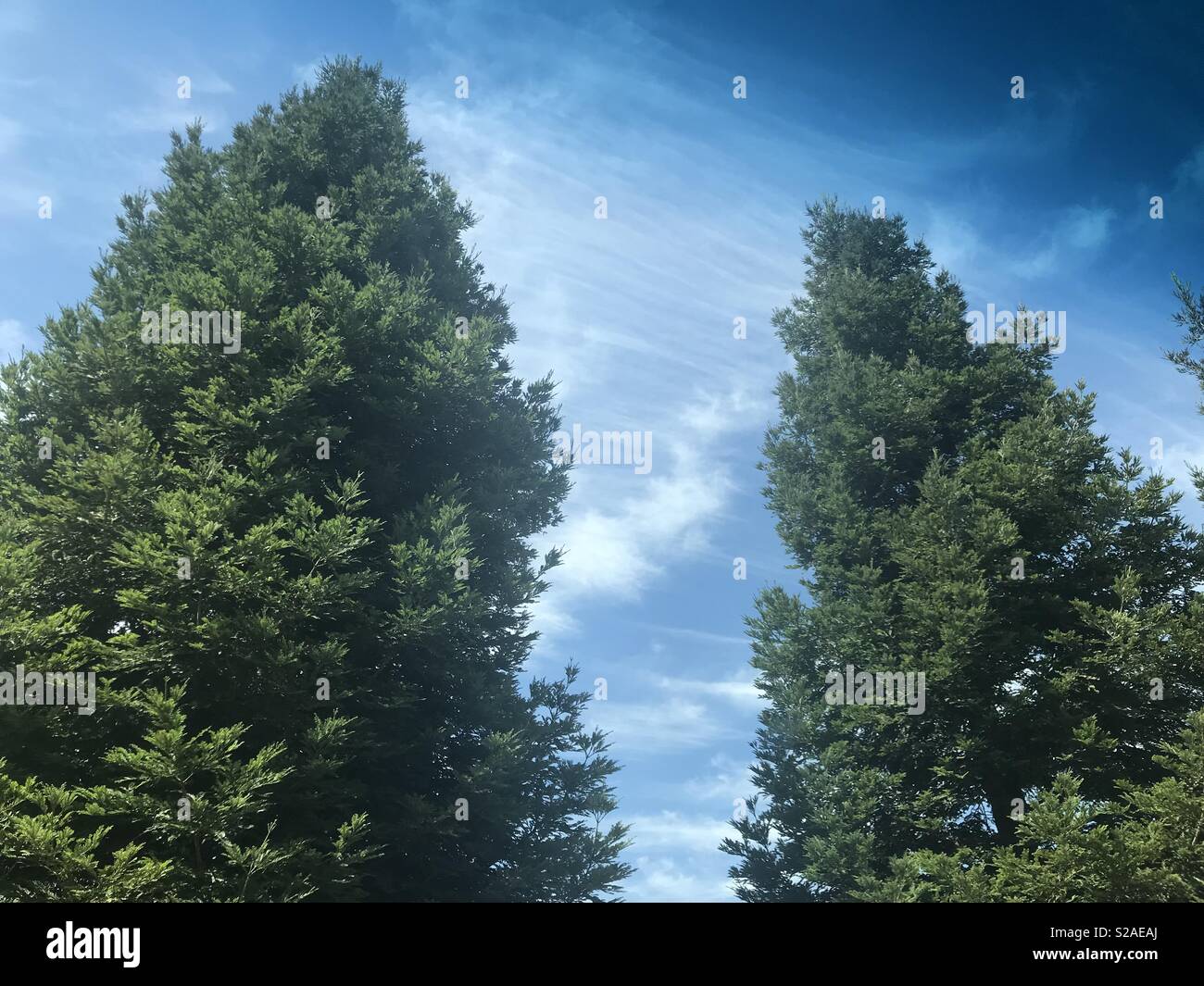 Green trees in nature hi-res stock photography and images - Alamy