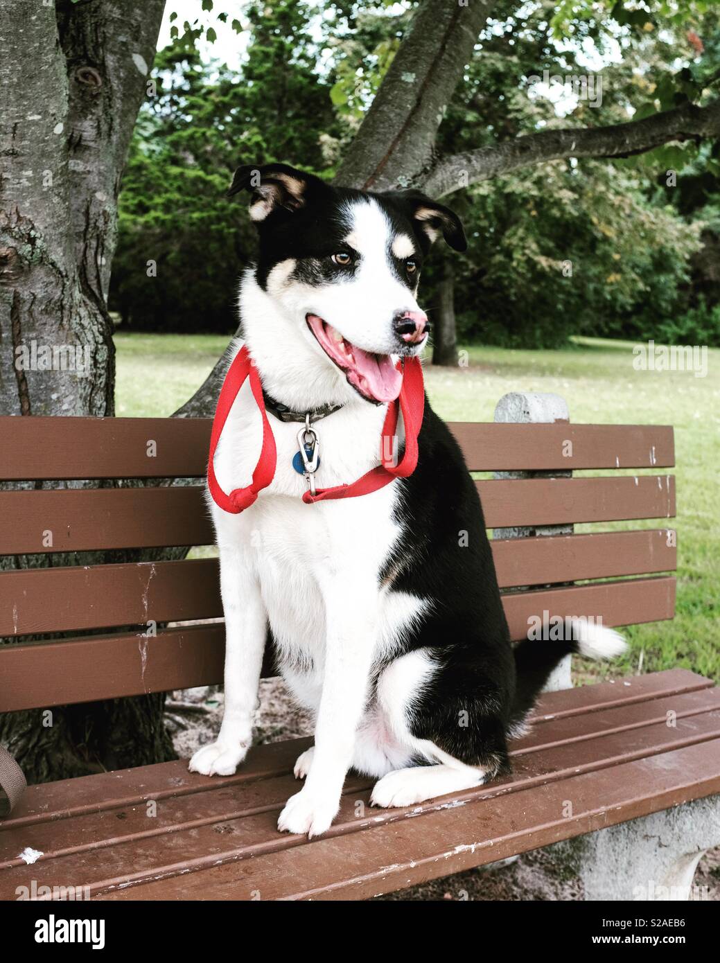 Happy doggy hi-res stock photography and images - Alamy