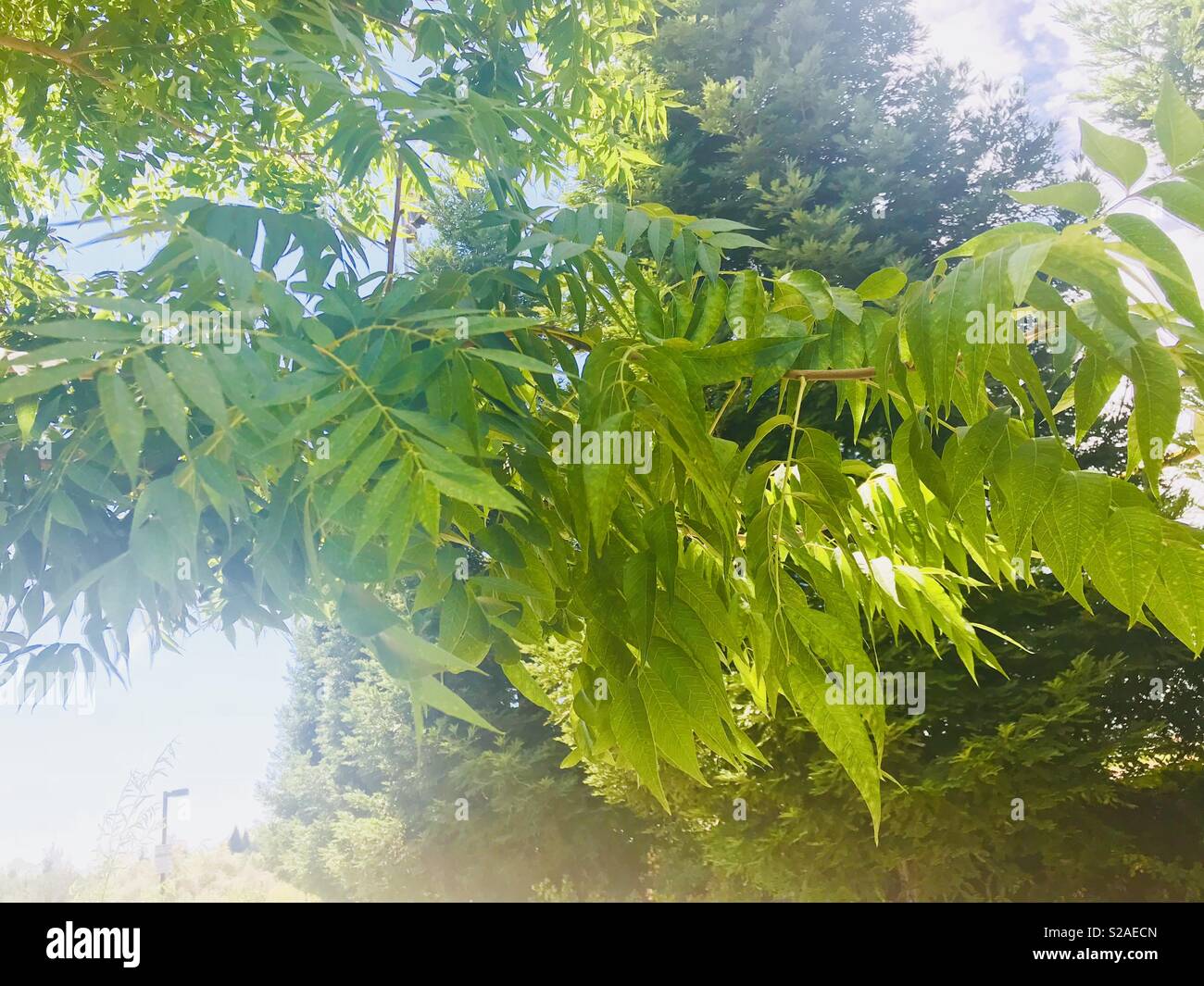 Shiny green leaves hi-res stock photography and images - Alamy