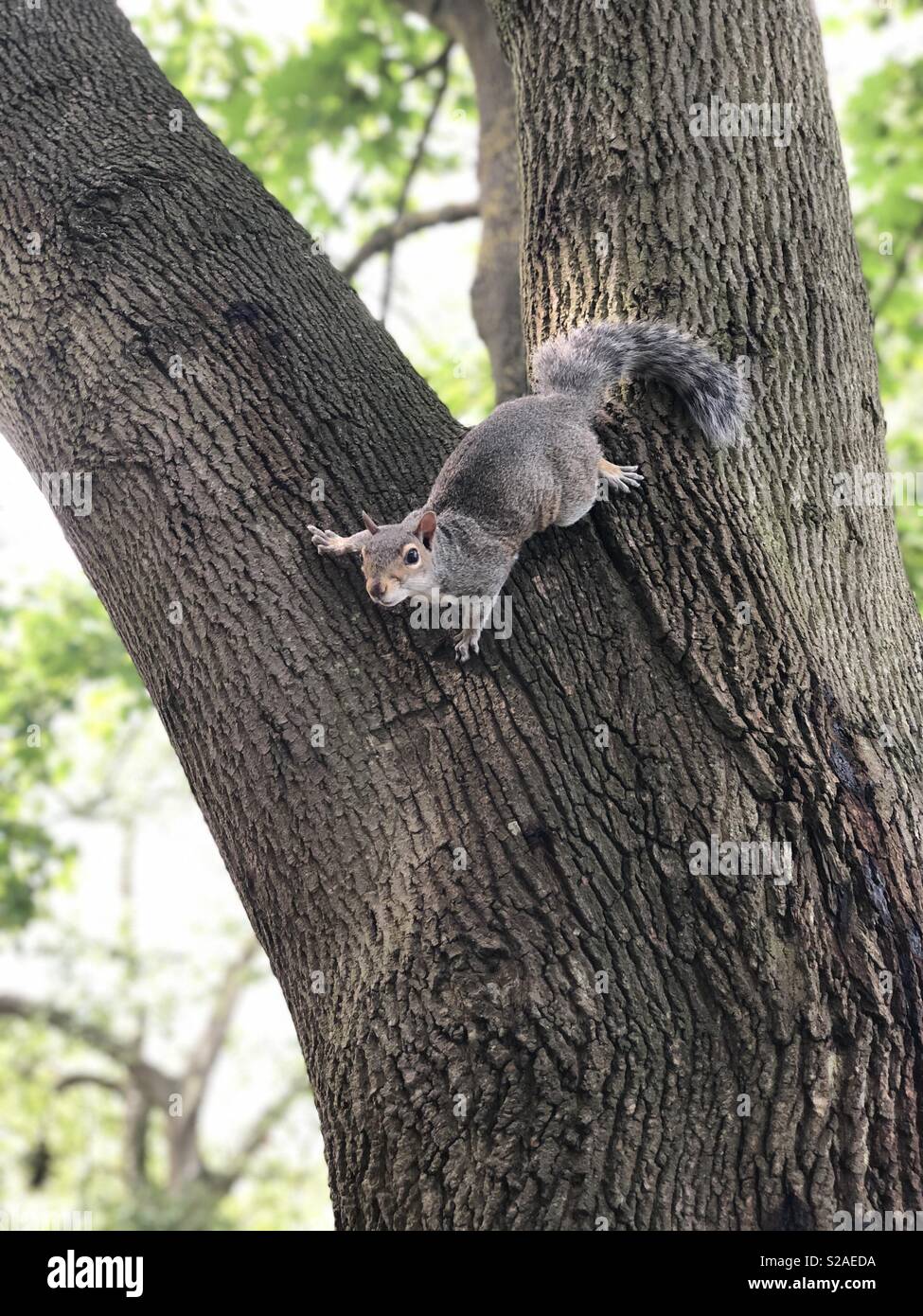 Squirrel climbing tree hi-res stock photography and images - Alamy