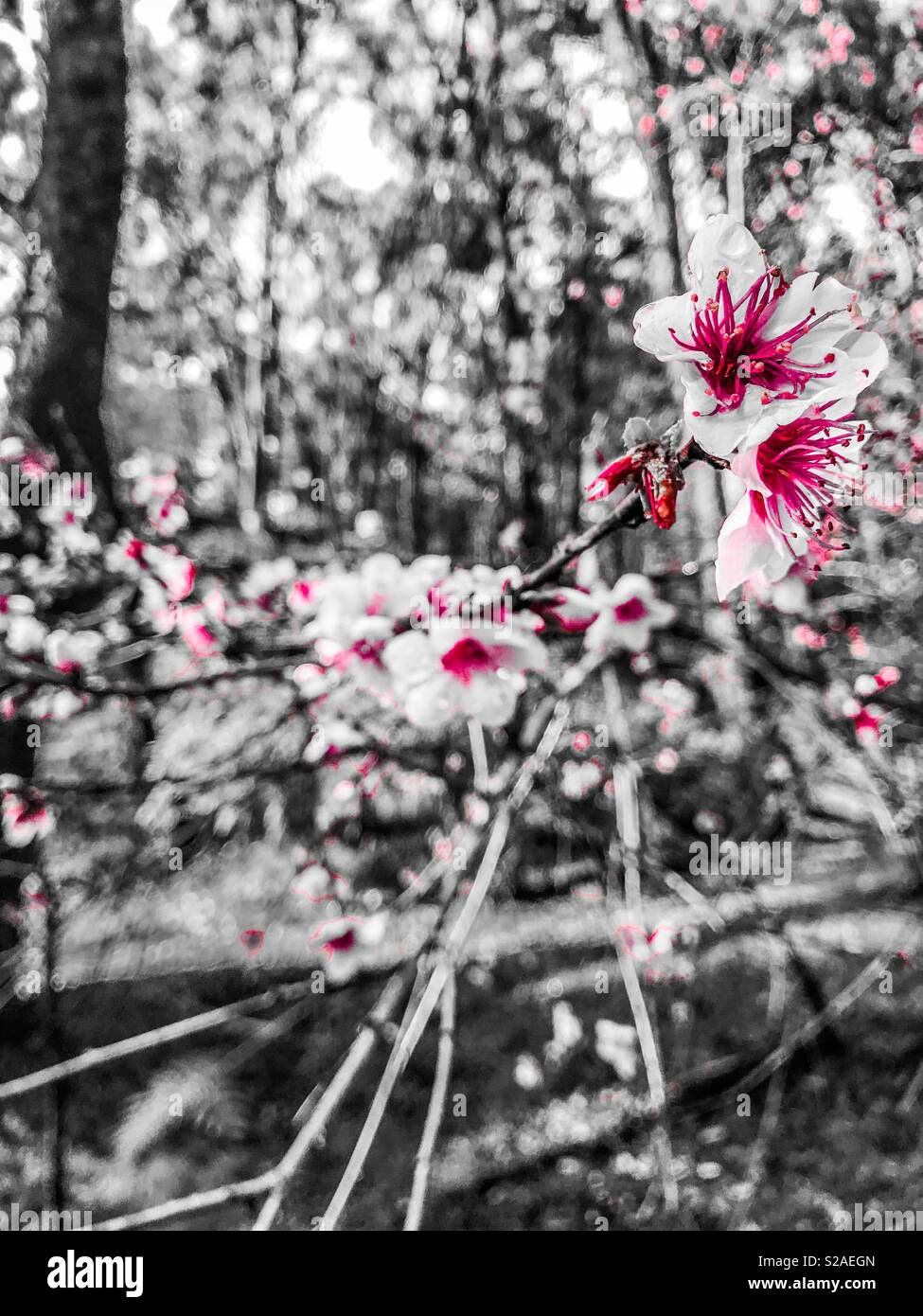 Pop colour hi-res stock photography and images - Alamy