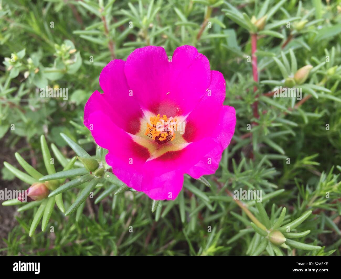 Moss rose flower hi-res stock photography and images - Alamy
