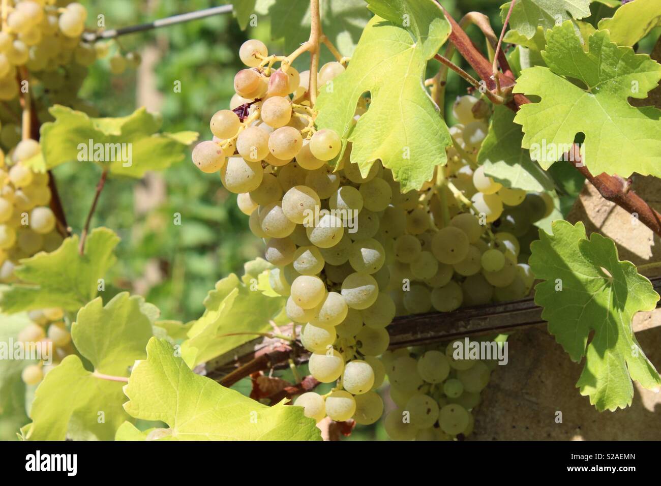 White grapes in vineyard Stock Photo - Alamy