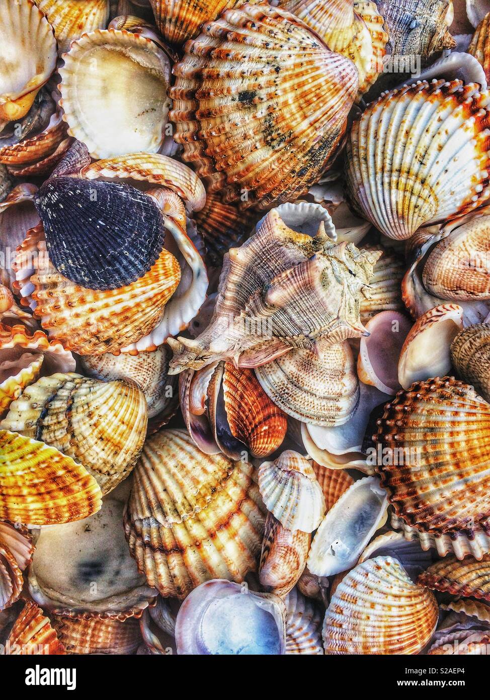 Many sea shells hi-res stock photography and images - Alamy