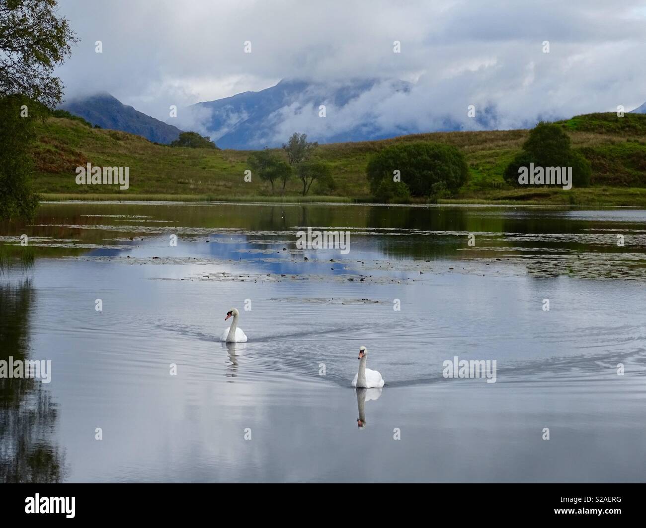 Birds scotland hi-res stock photography and images - Alamy