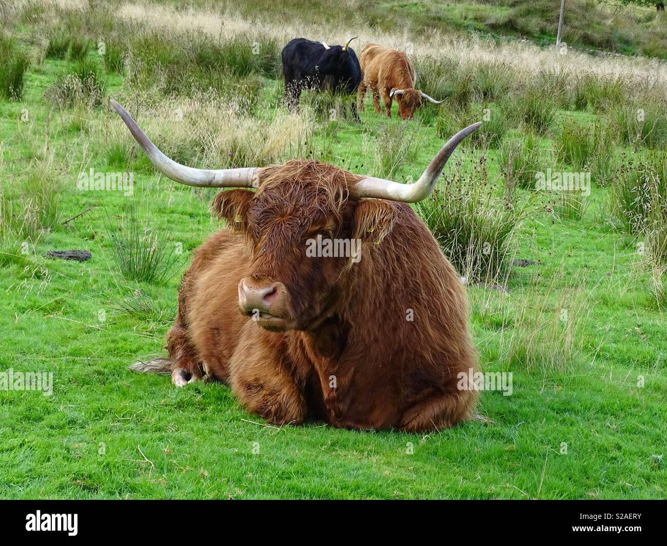 Scotland highland cow hi-res stock photography and images - Alamy