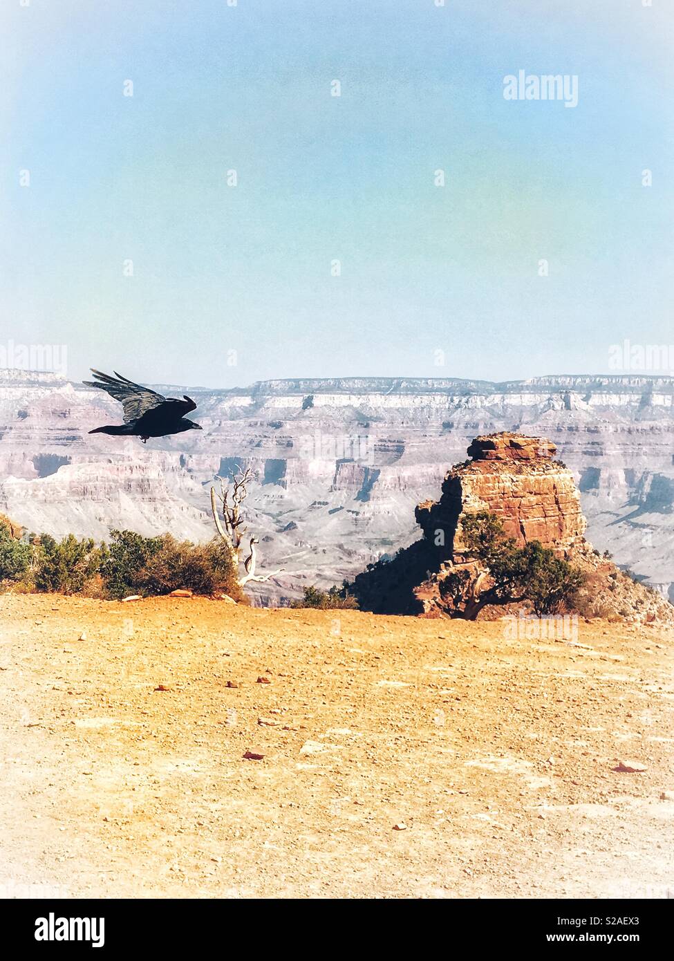 Grand Canyon flying crow Stock Photo - Alamy