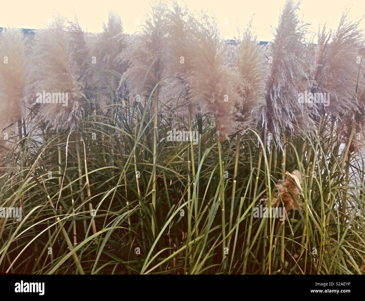 Whisper of the breeze hi-res stock photography and images - Alamy