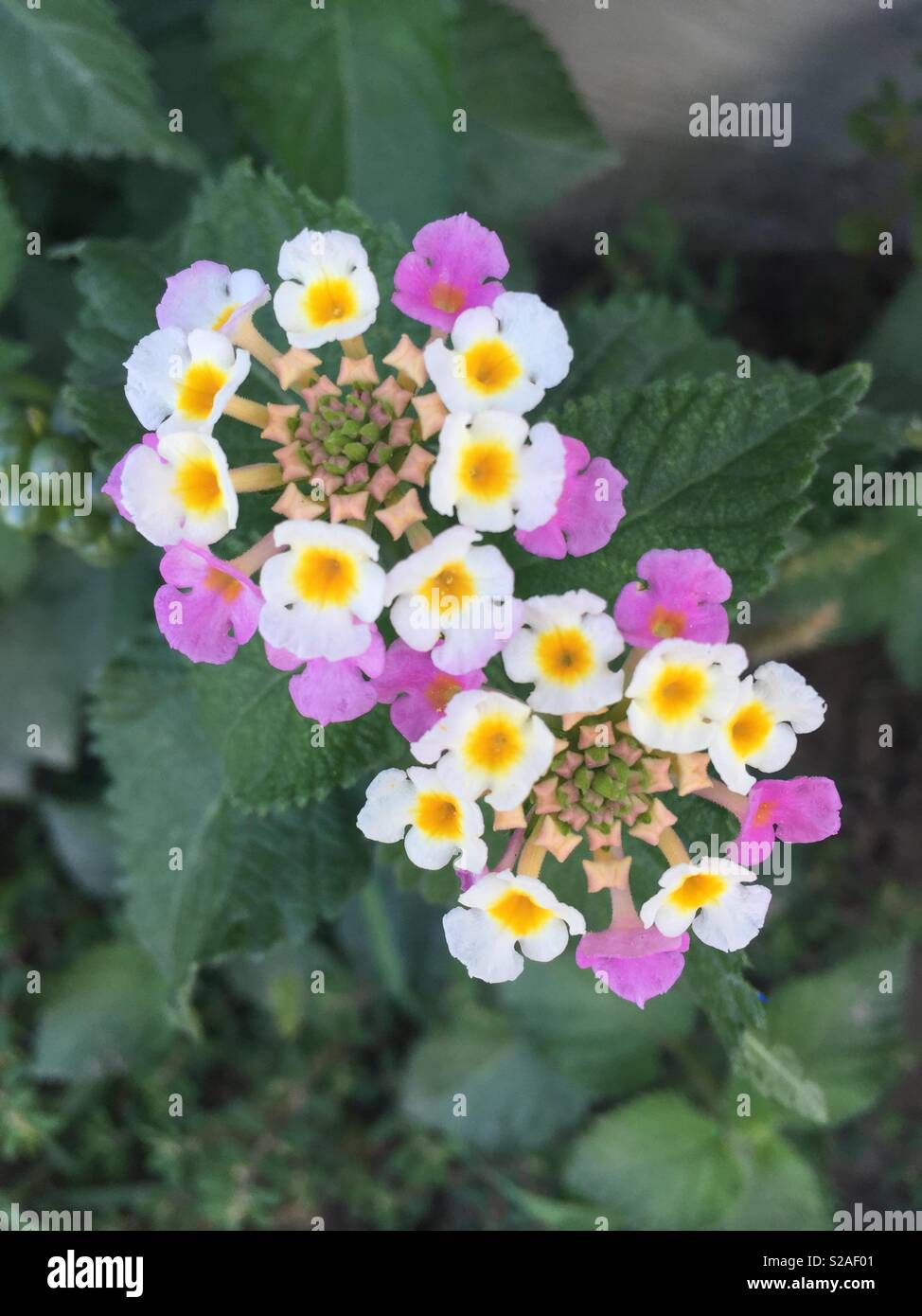Pink white flowers hi-res stock photography and images - Alamy