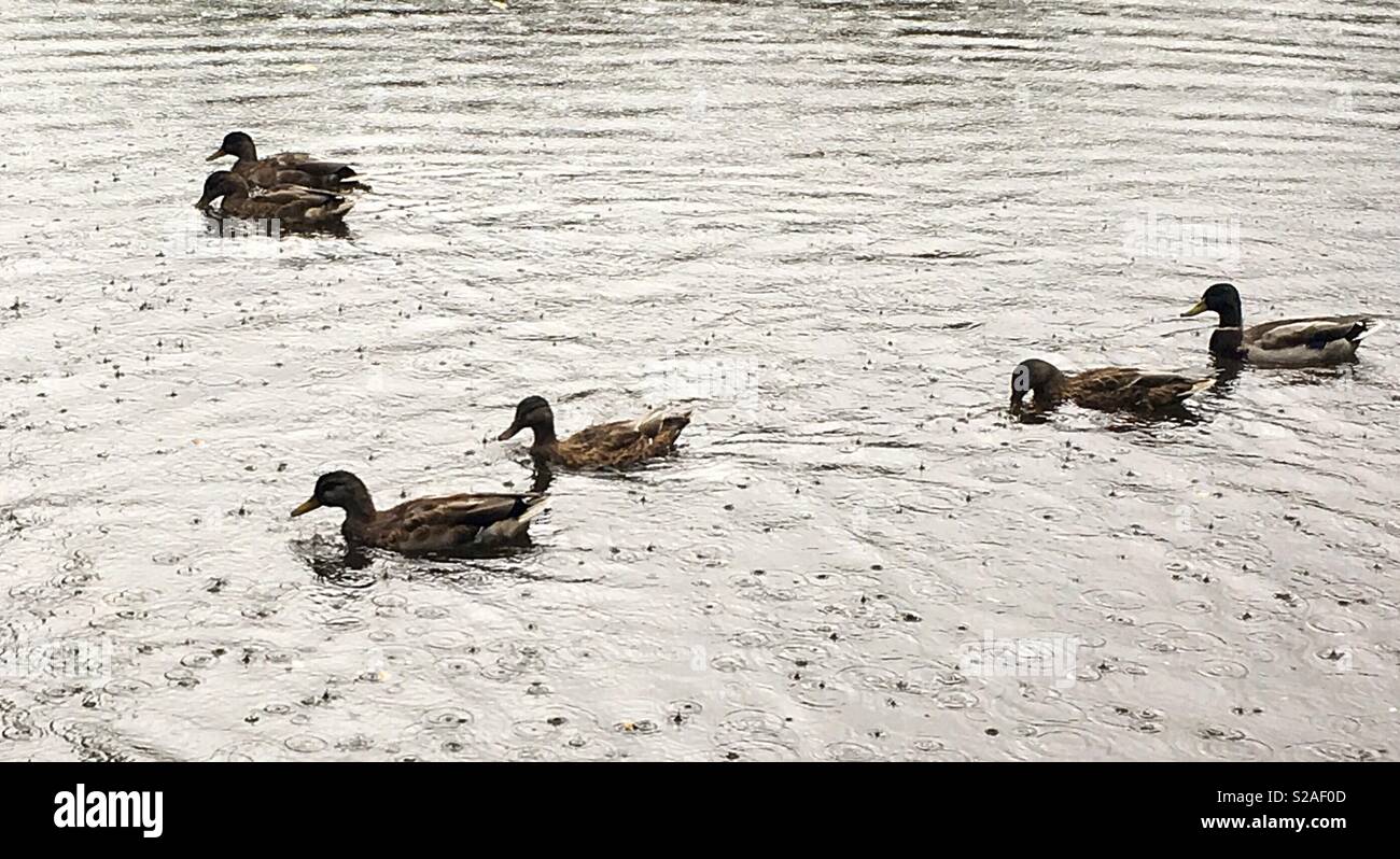 Ducks swimming on a rainy day Stock Photo - Alamy