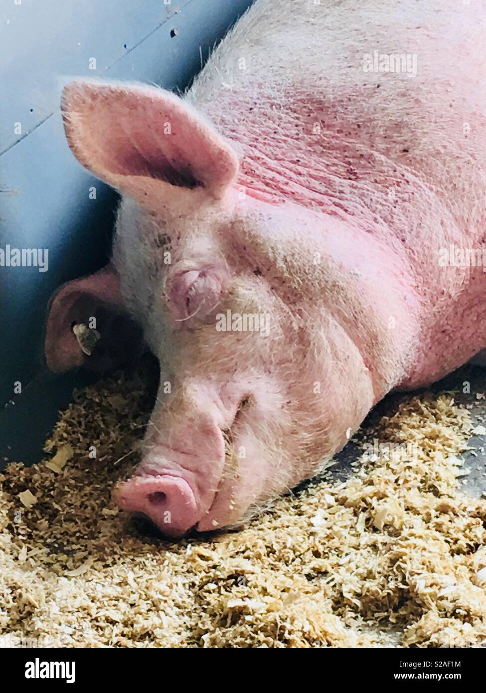 County sleeping hi-res stock photography and images - Alamy