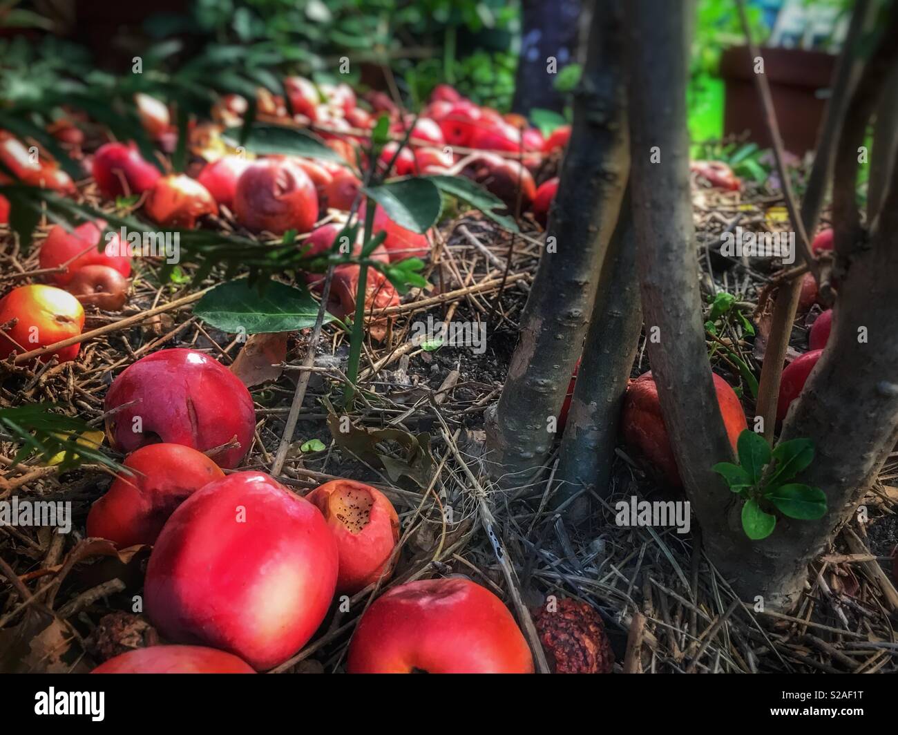 Apples under the tree Stock Photo - Alamy