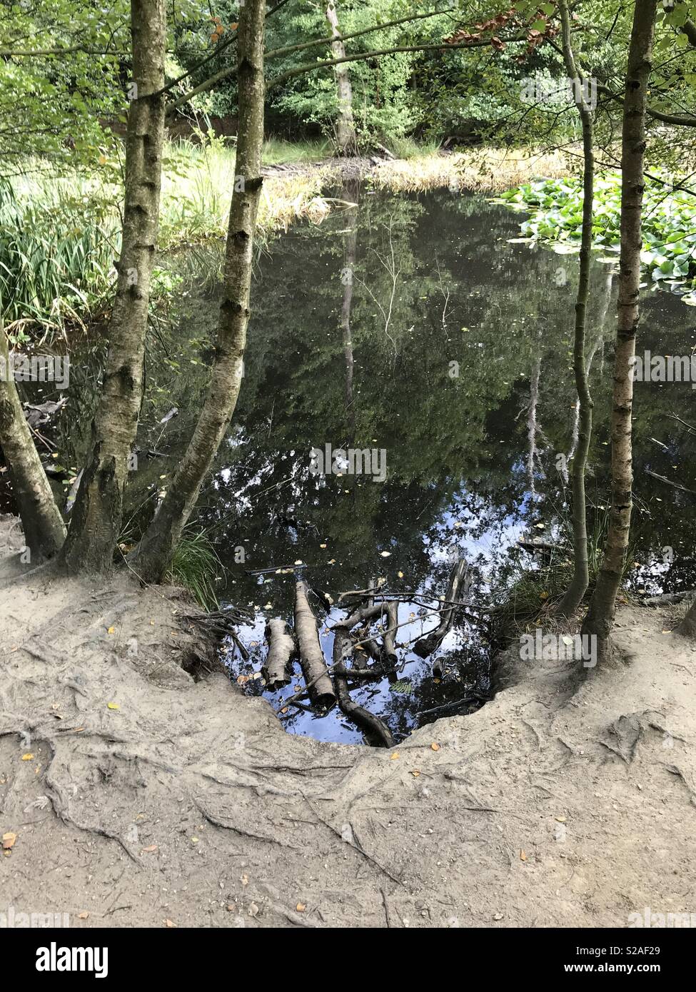Bulrushes pond and trees hi-res stock photography and images - Alamy