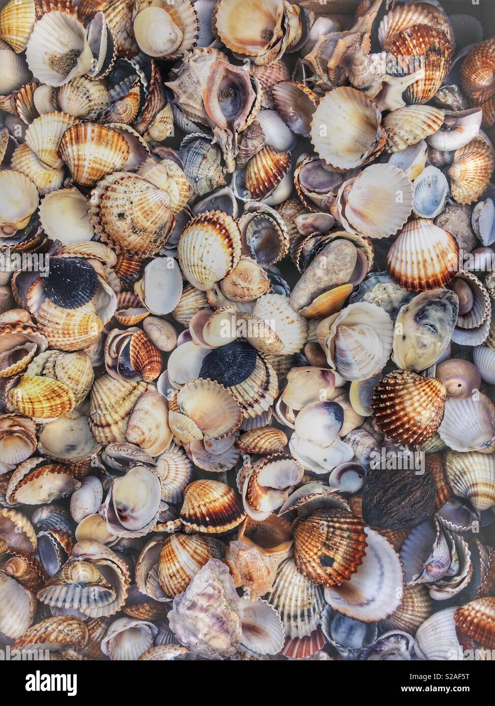 Shell diversity hi-res stock photography and images - Alamy