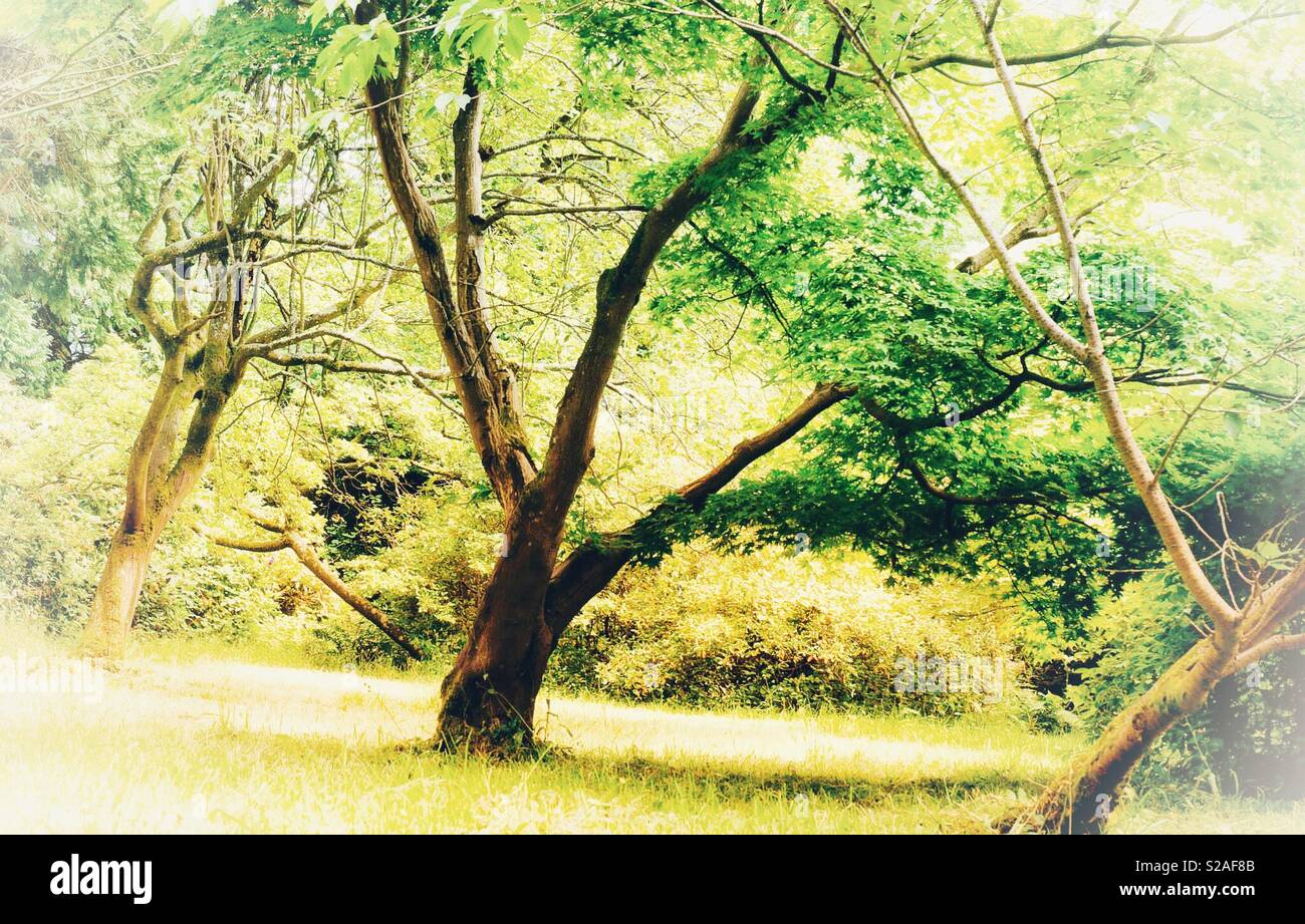 Three trees in a line in Summer with grass and hedges brightly coloured ...