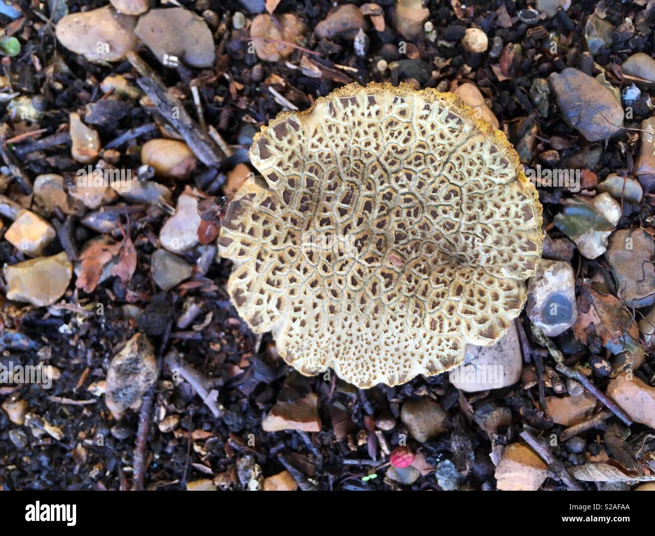 Round fungi hi-res stock photography and images - Alamy
