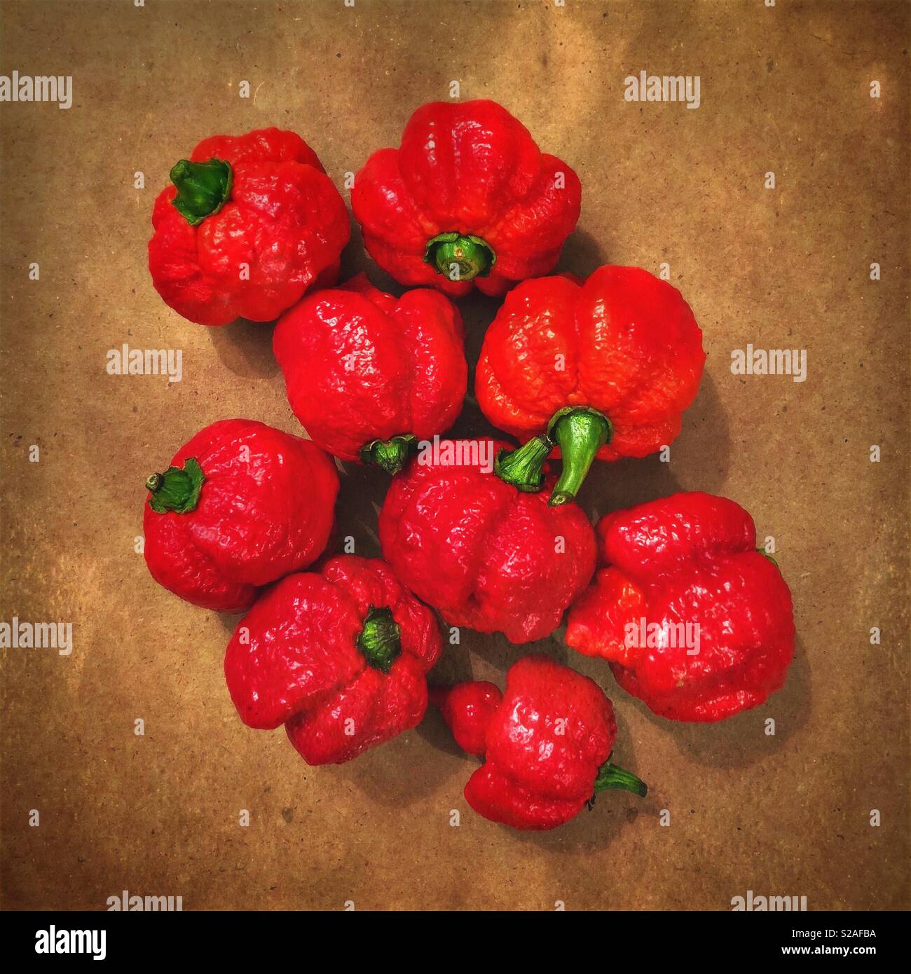 Scorpion moruga hi-res stock photography and images - Alamy