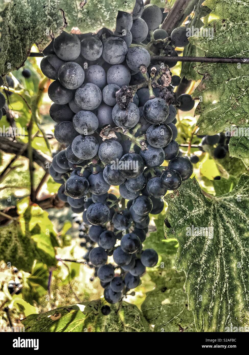 Ready for picking Stock Photo - Alamy