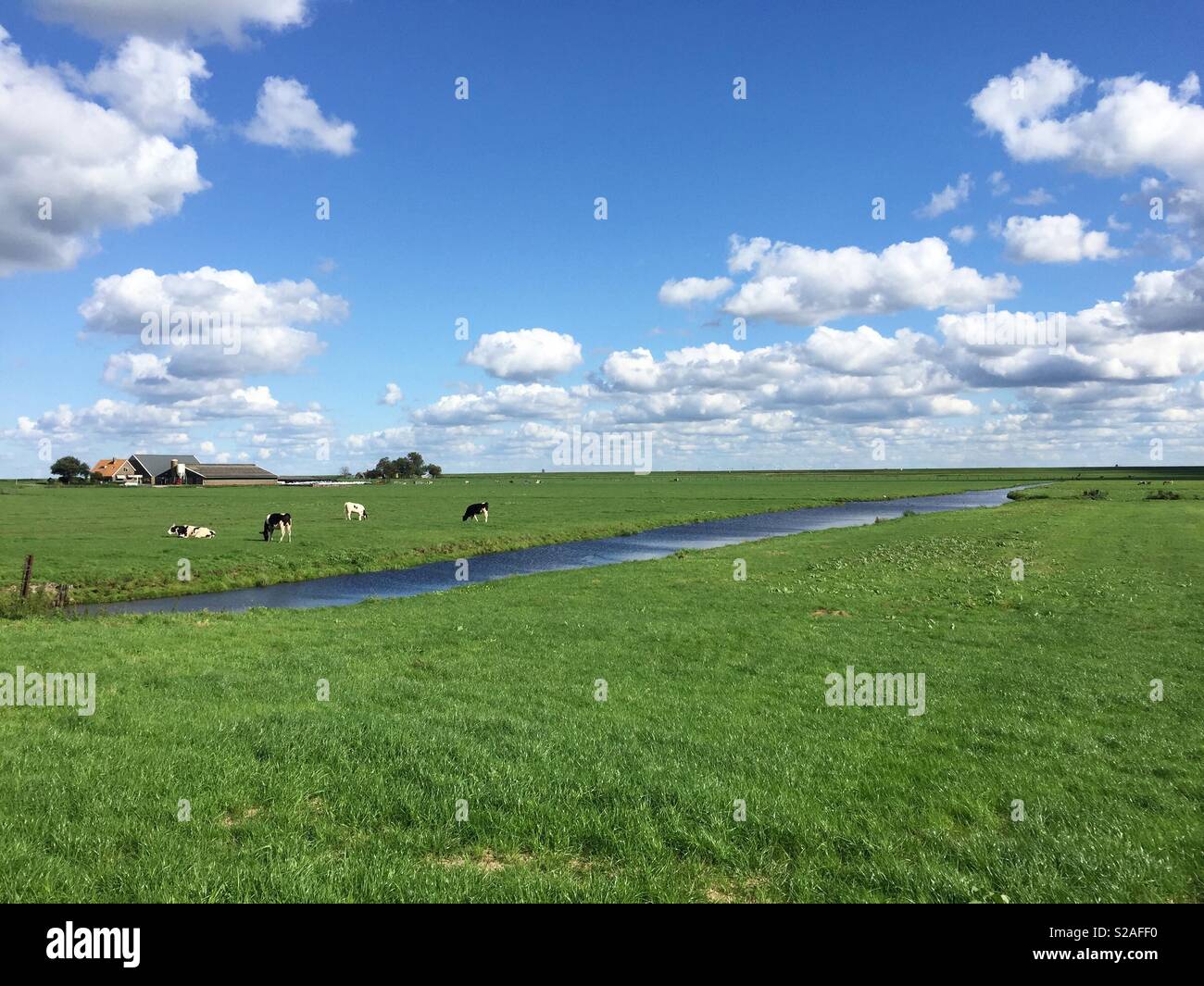 Dutch landscape cows hi-res stock photography and images - Alamy