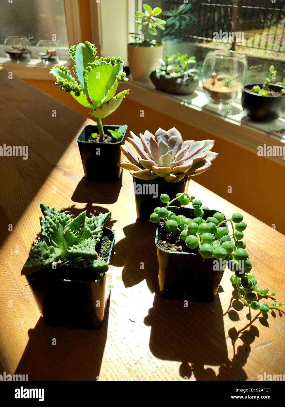 Potted indoor plants hi-res stock photography and images - Alamy