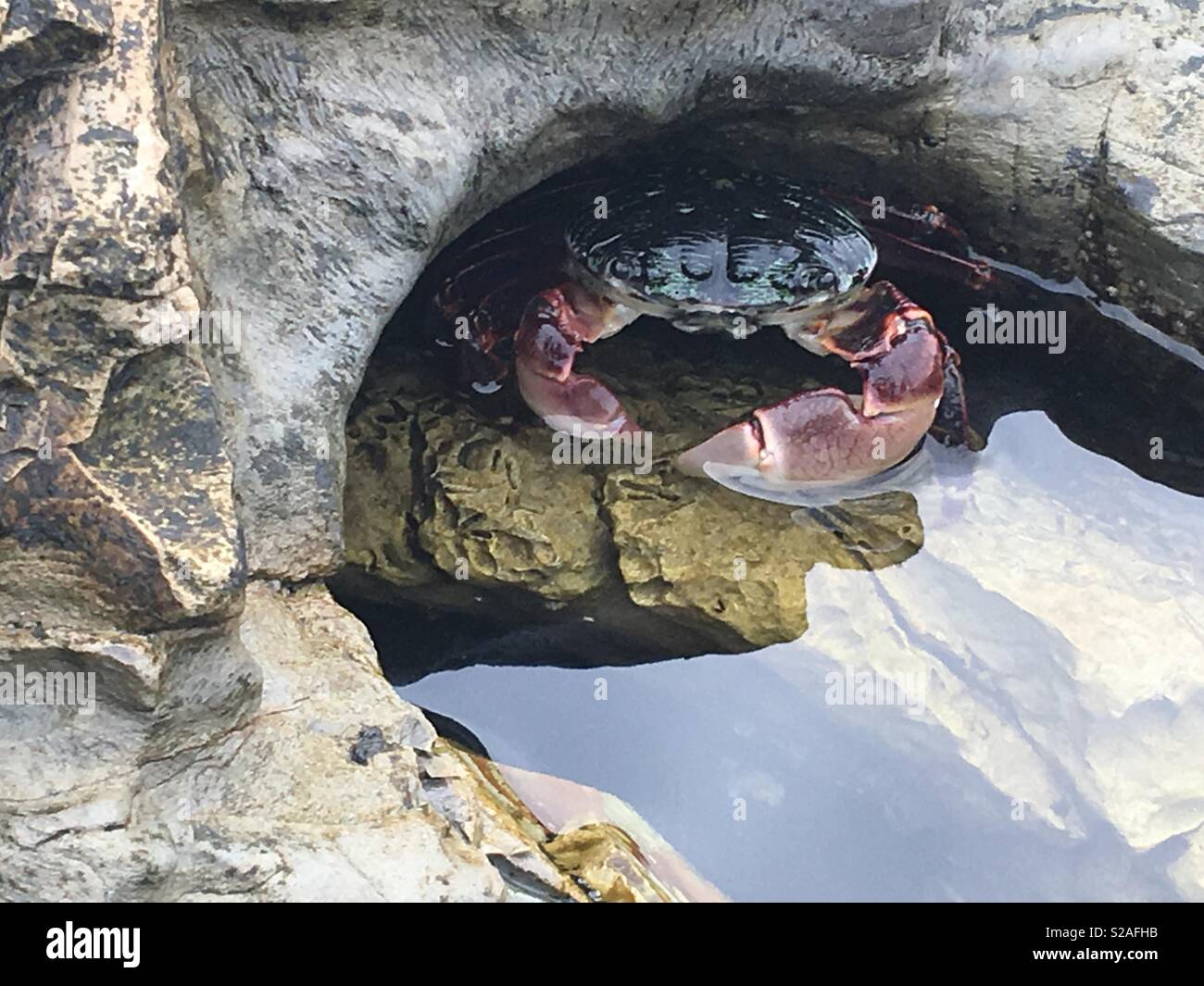 Crab In Tidal Pool High Resolution Stock Photography and Images - Alamy