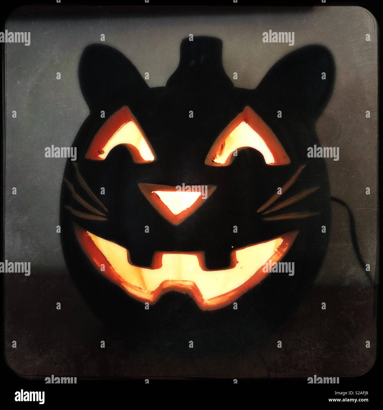 Halloween cat jack o lantern Stock Photo - Alamy