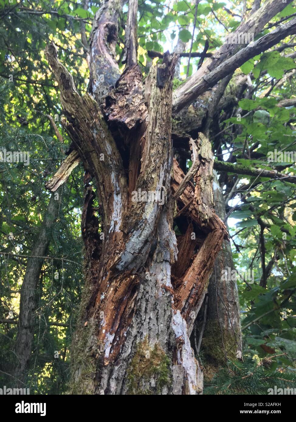 Broken tree hi-res stock photography and images - Alamy