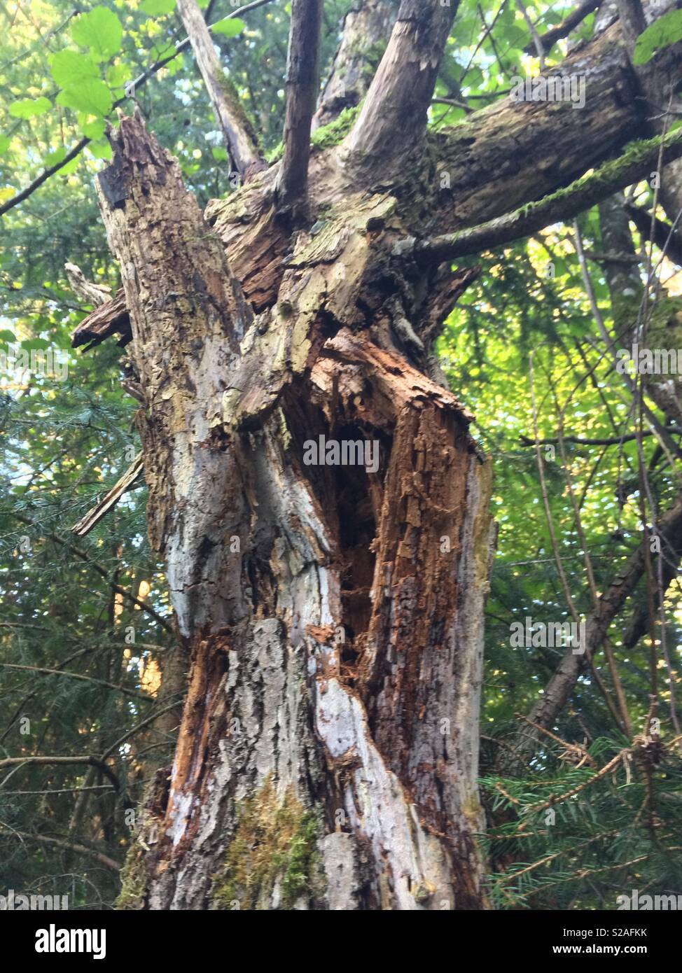 Broken tree hi-res stock photography and images - Alamy