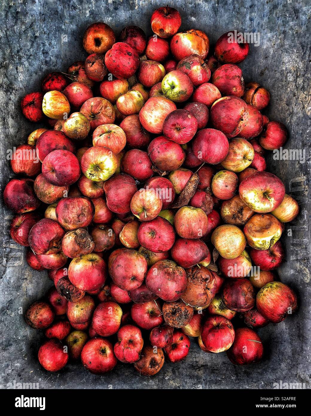 Windfall apples hi-res stock photography and images - Alamy