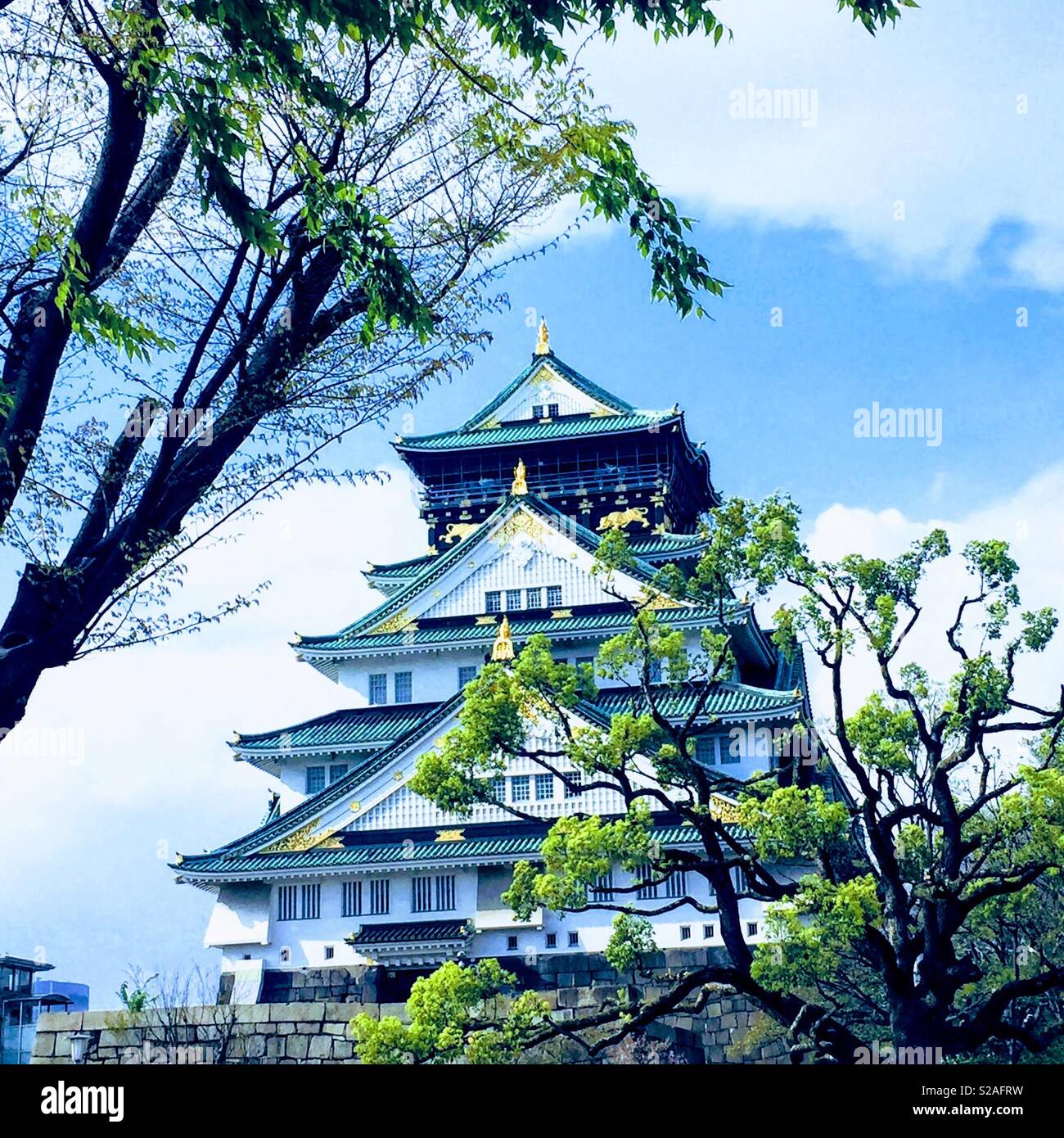 Samurai tree hi-res stock photography and images - Alamy