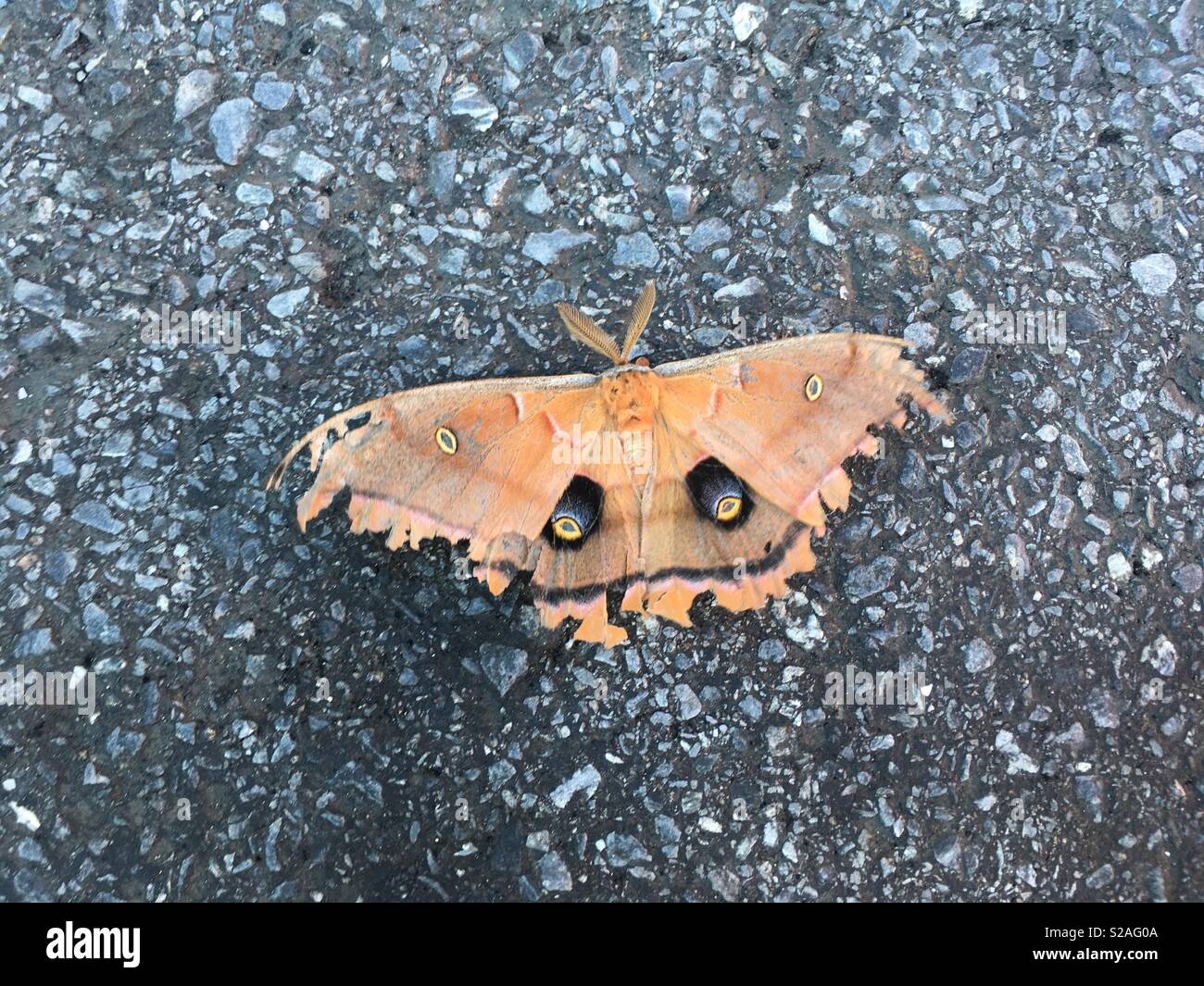 Antheraea polyphemus (Cramer) moth Stock Photo - Alamy