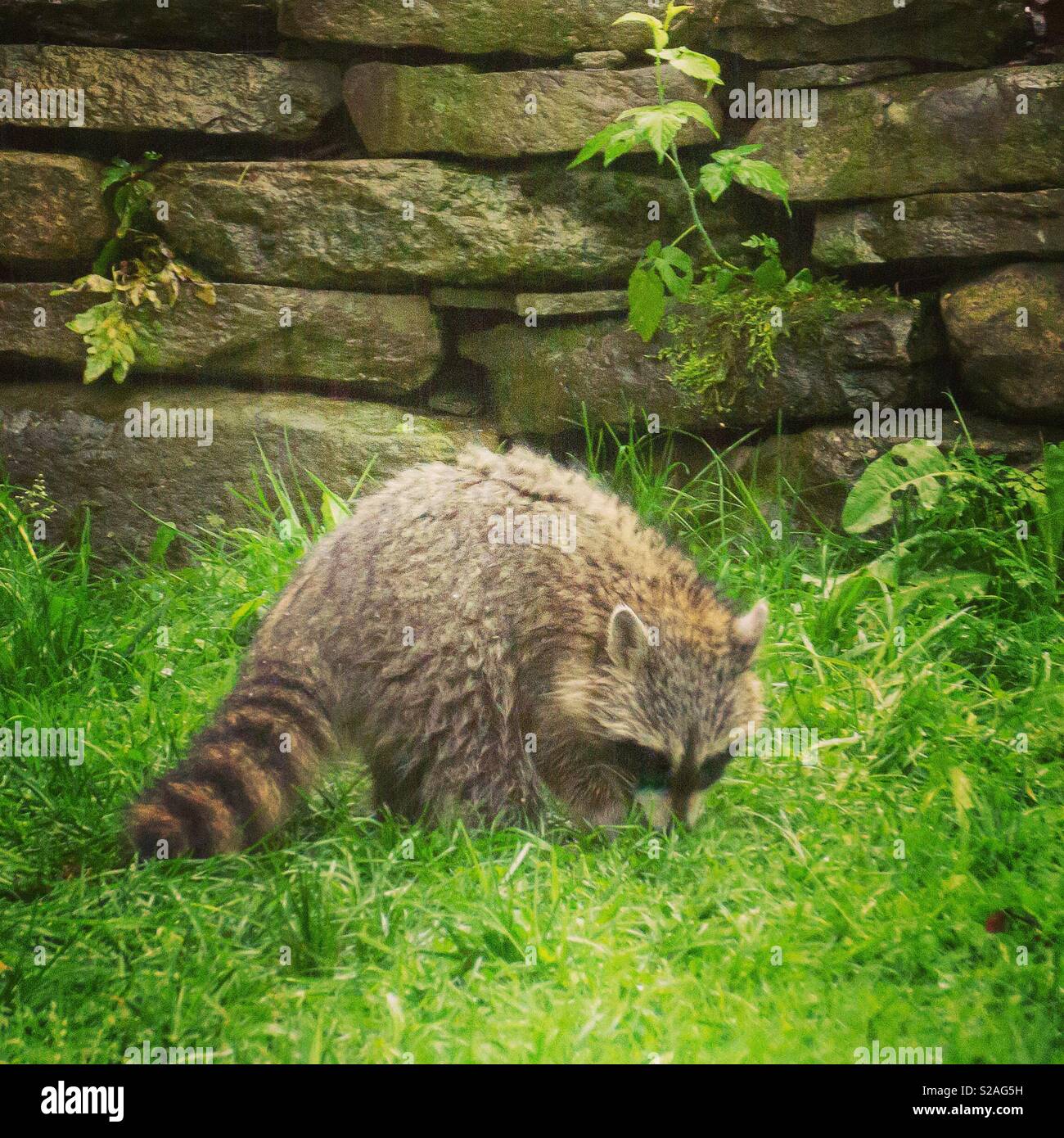 Wildlife of pennsylvania hi-res stock photography and images - Alamy