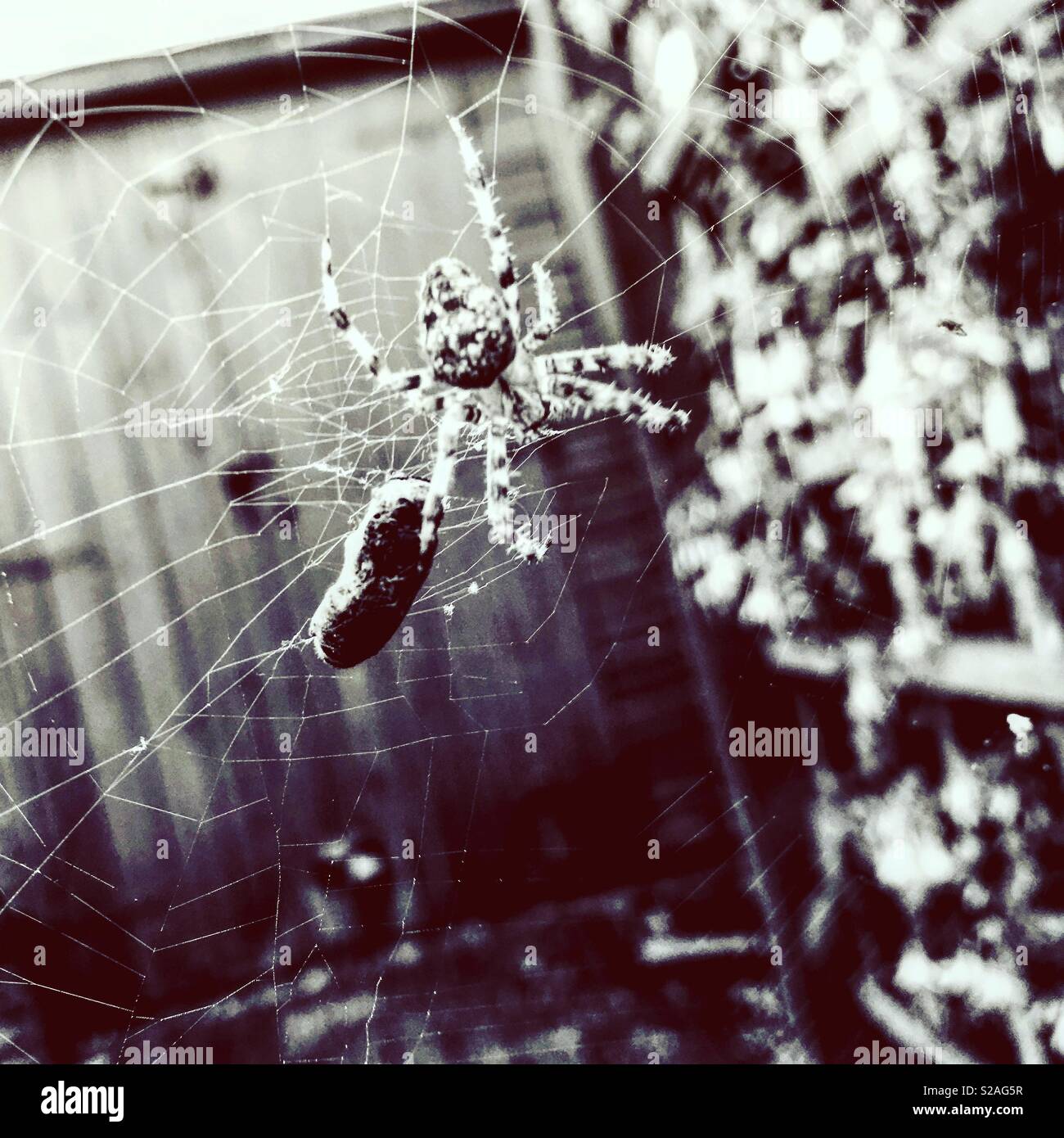 Food in spider web hi-res stock photography and images - Alamy