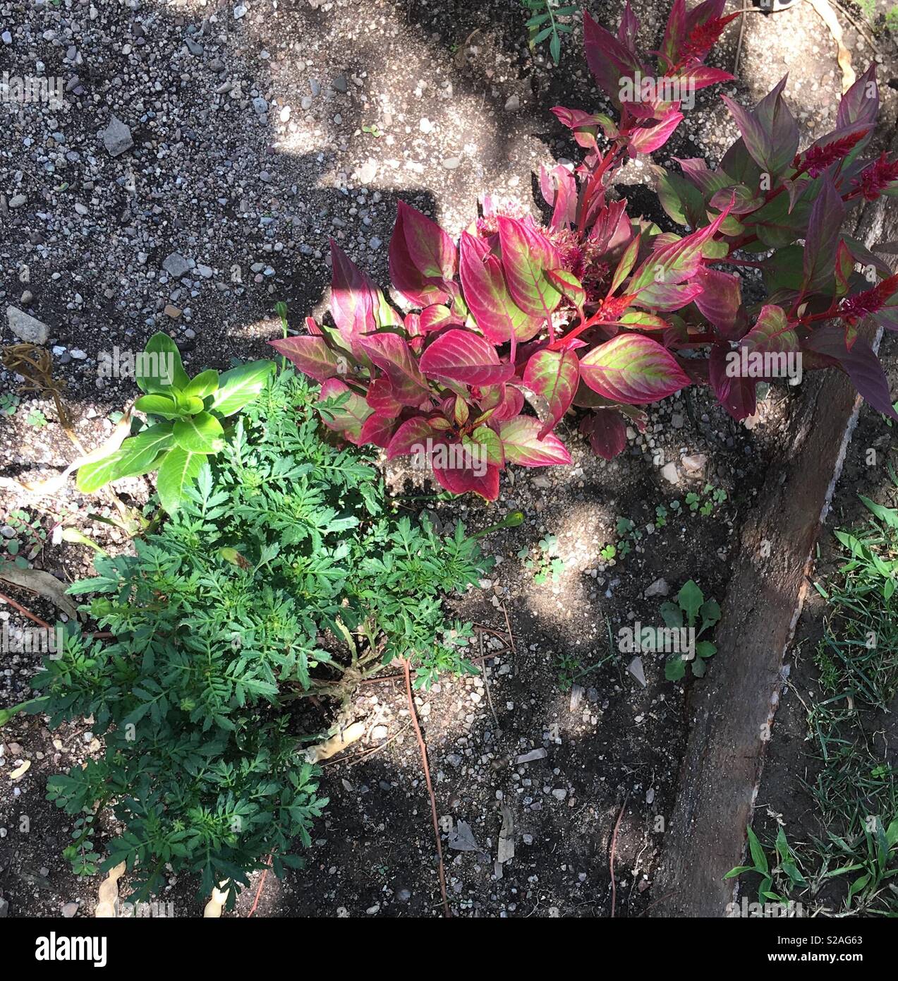 Plants and shadows Stock Photo - Alamy