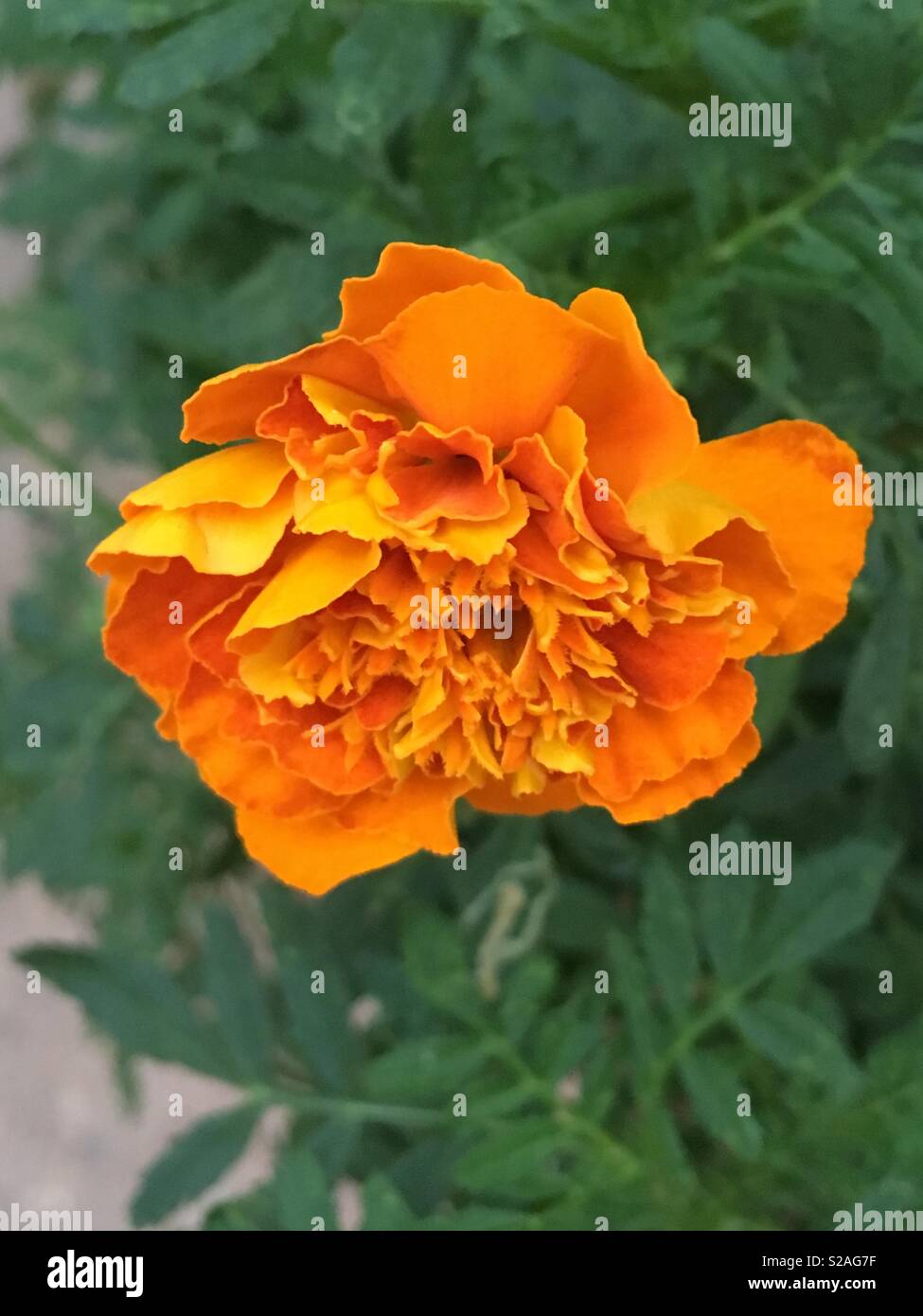 Intense orange hi-res stock photography and images - Alamy