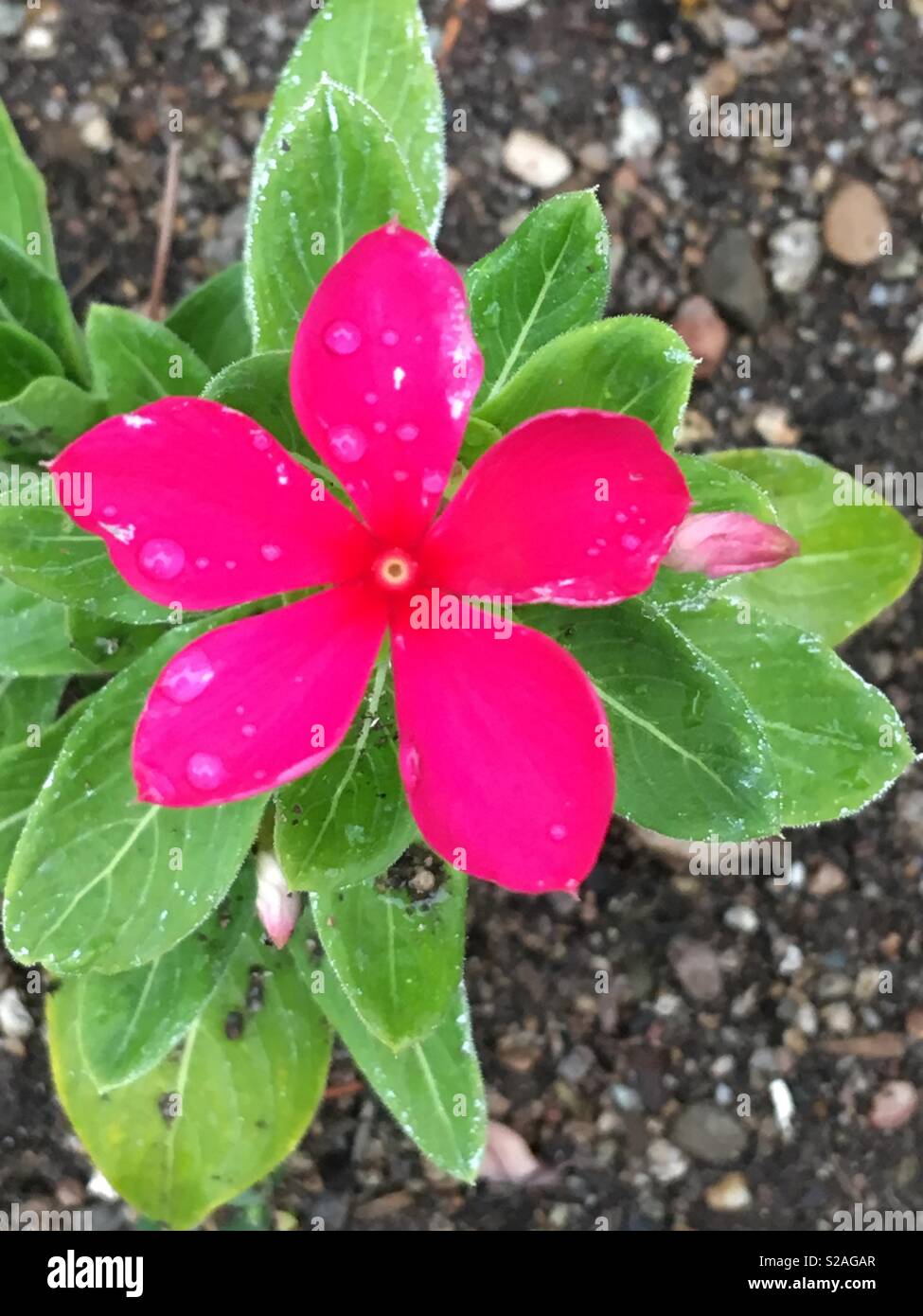 Five petal flower hi-res stock photography and images - Alamy