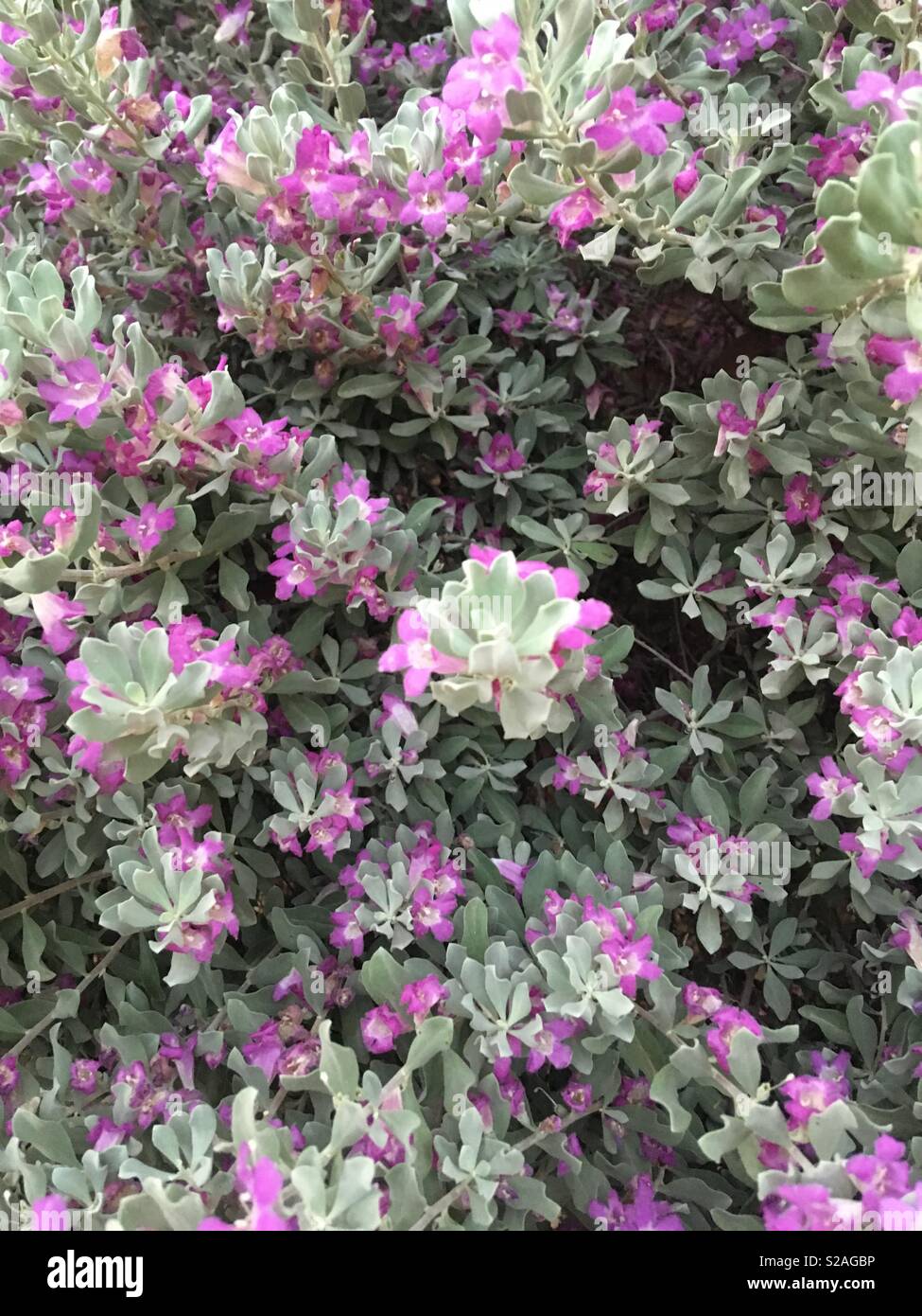 Sage bush hi-res stock photography and images - Alamy