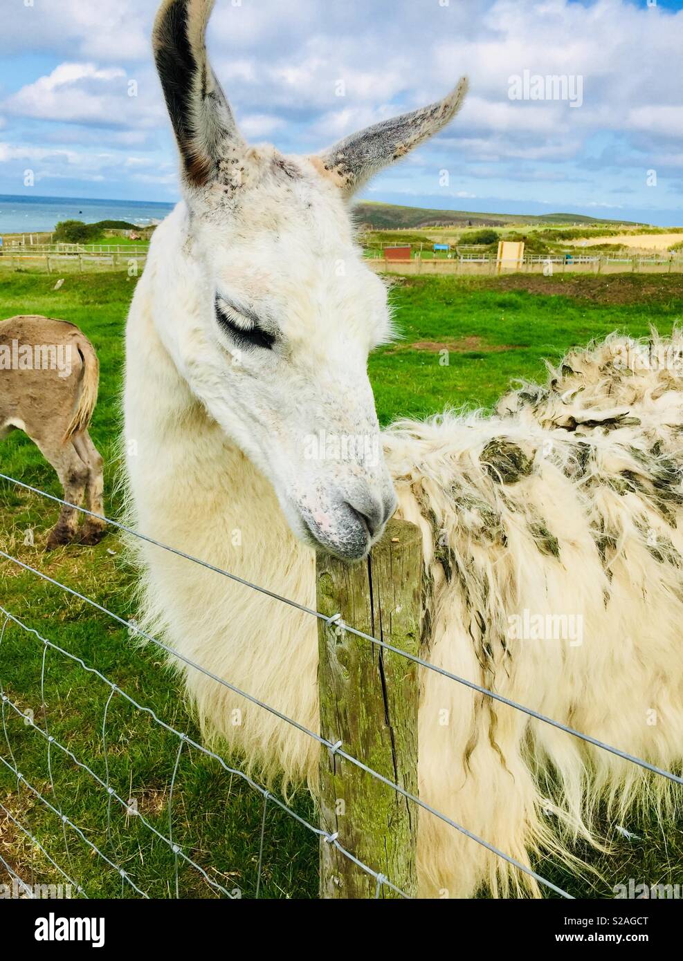 Drama llama hi-res stock photography and images - Alamy