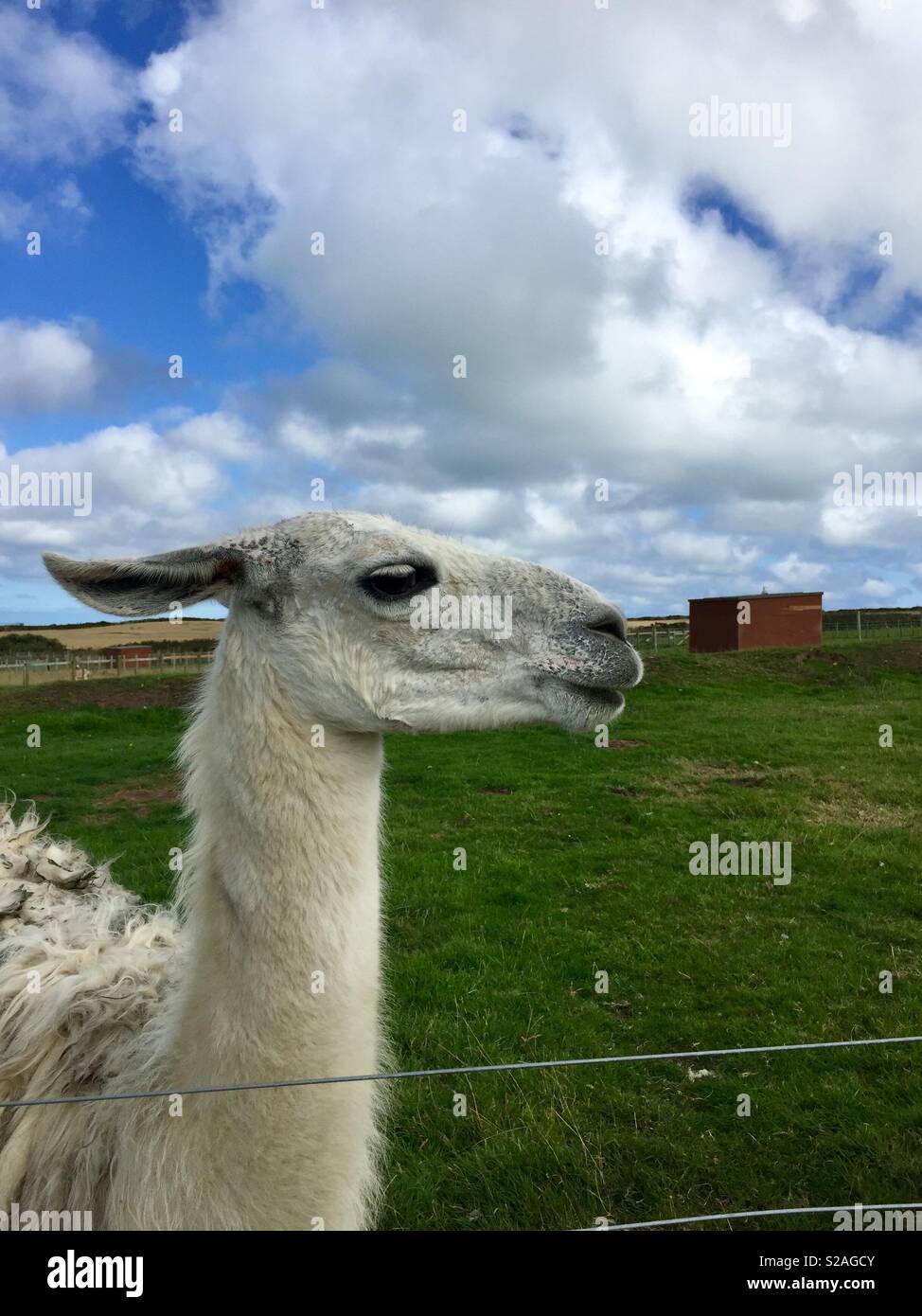 Drama llama hi-res stock photography and images - Alamy