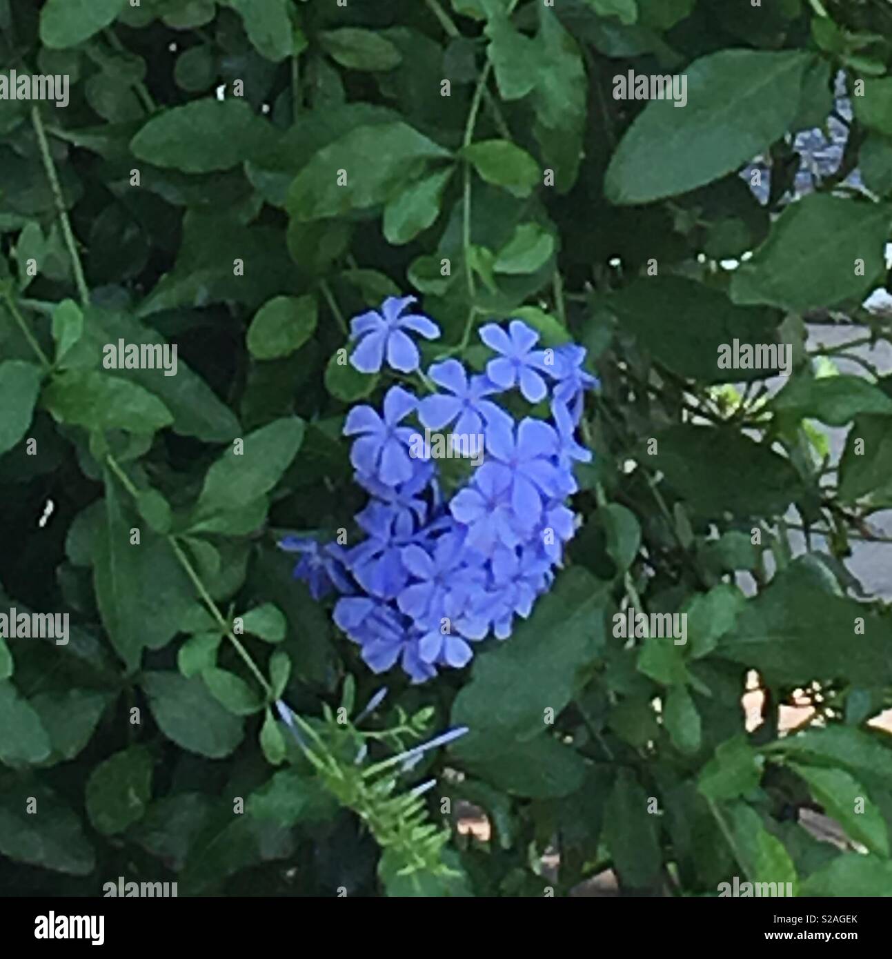 Blue lilac flowers hi-res stock photography and images - Alamy
