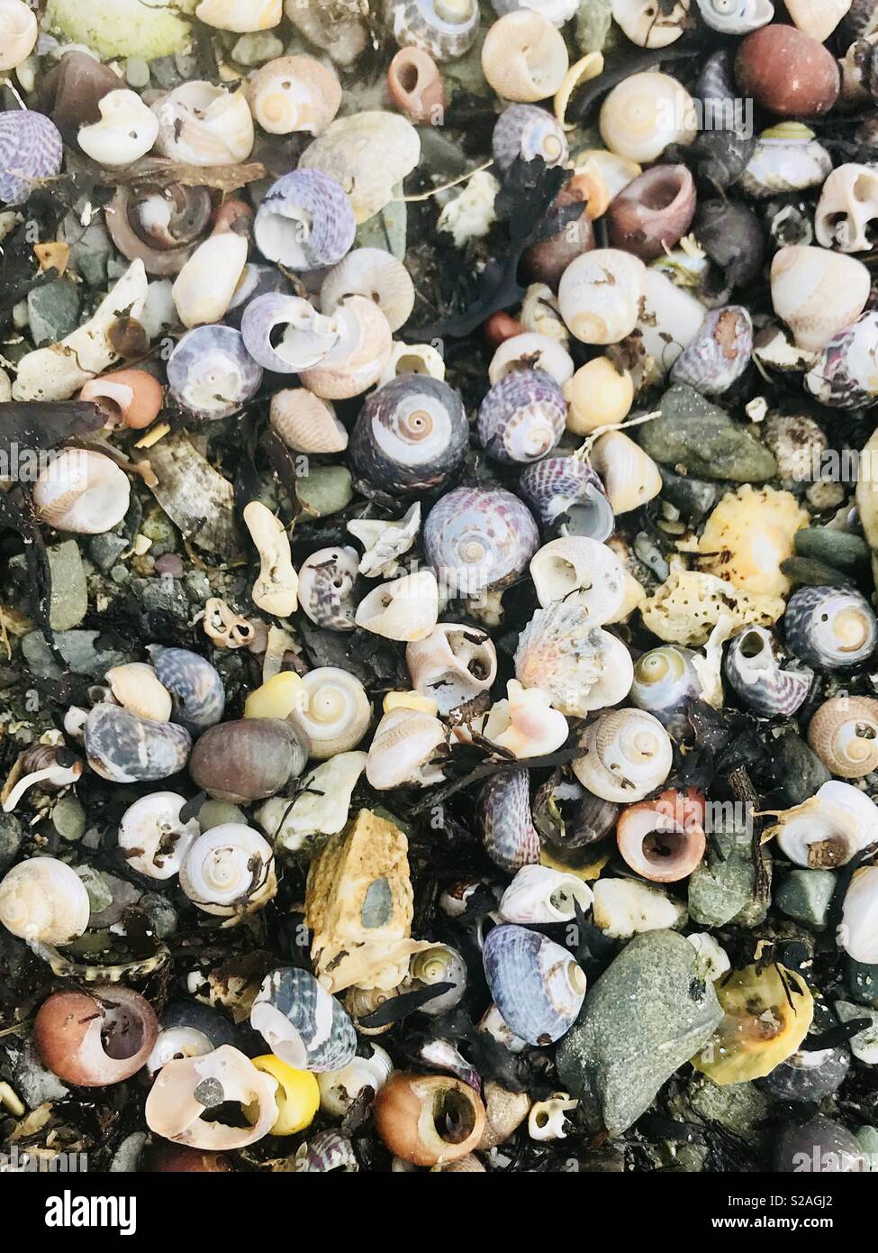 Sea shells cornwall hi-res stock photography and images - Alamy