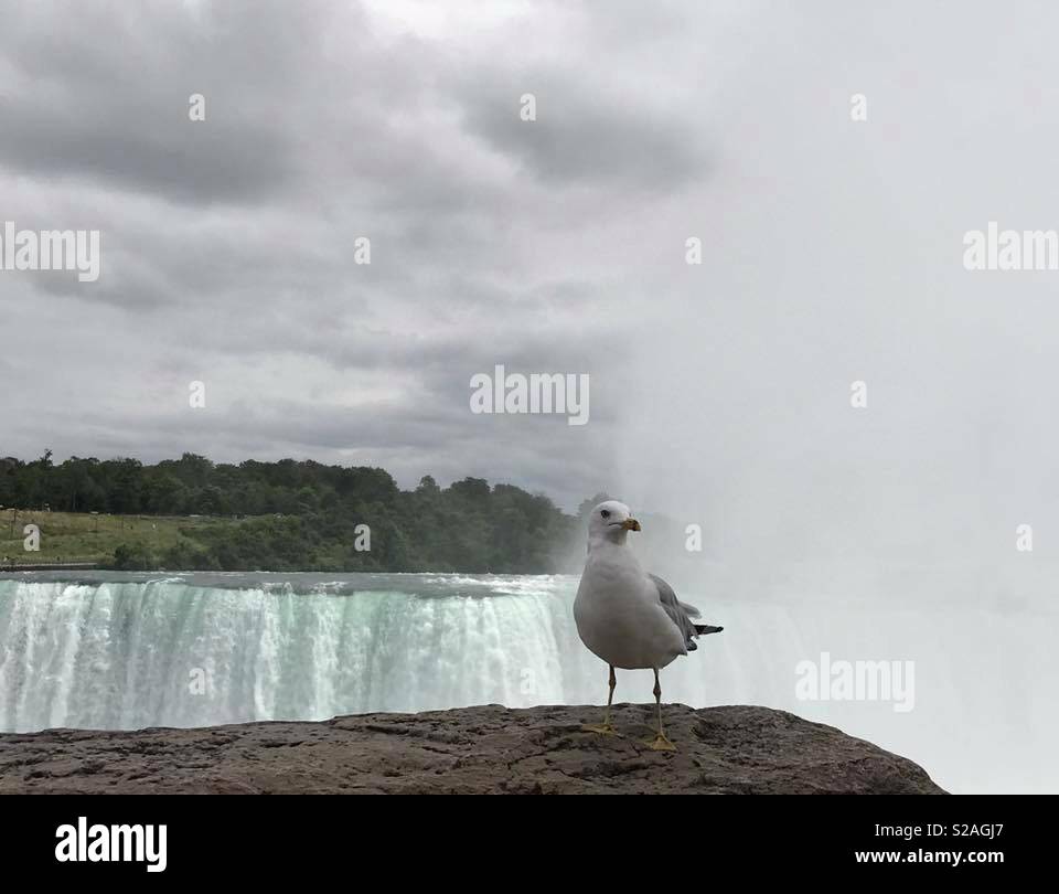 Niagara Falls Seagull High Resolution Stock Photography and Images - Alamy