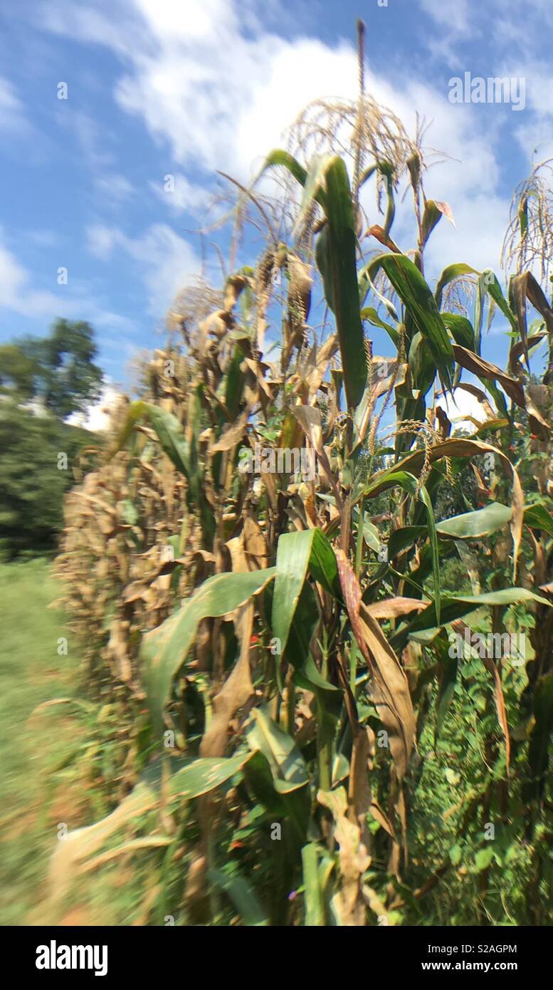 Corn stalks hi-res stock photography and images - Alamy