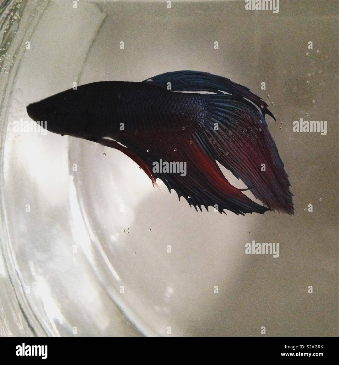 Fish colors hi-res stock photography and images - Alamy