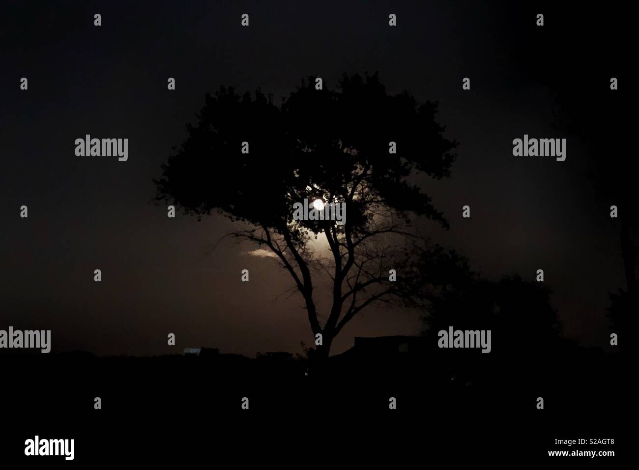 Moon through tree at night Stock Photo - Alamy