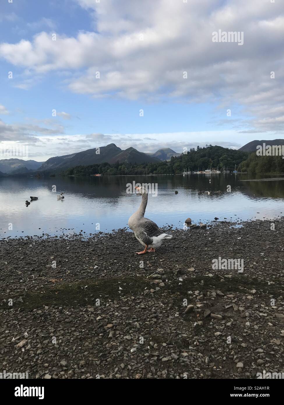 Goose lake hi-res stock photography and images - Alamy