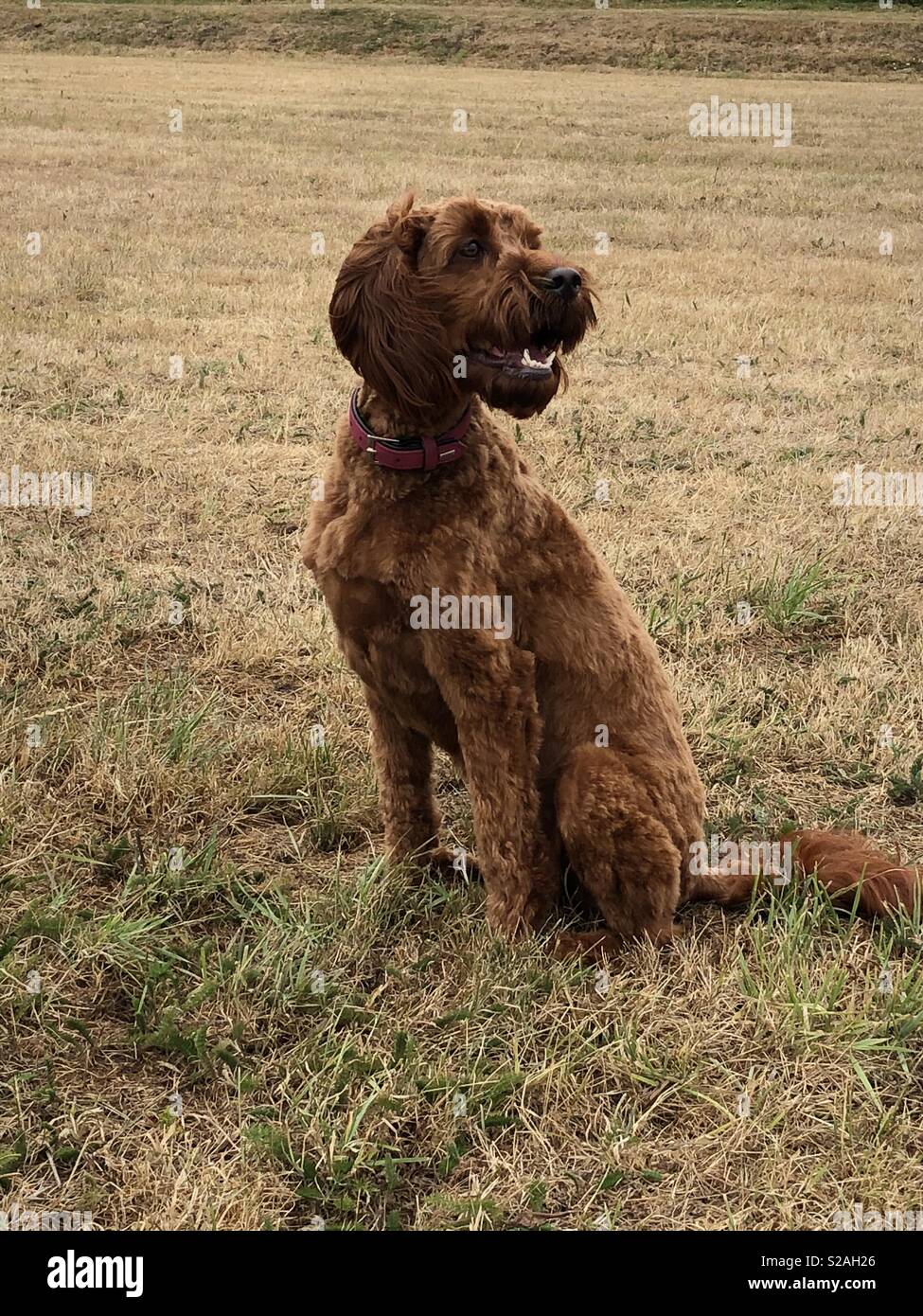 Pretty dog sitting Stock Photo - Alamy