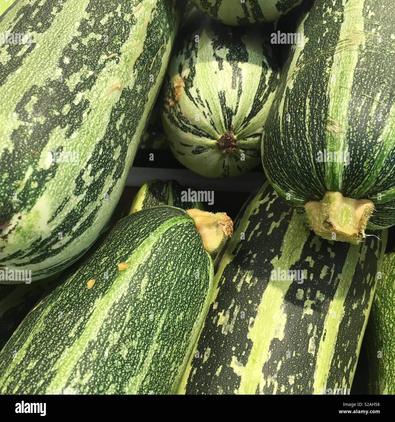 Prize marrows hi-res stock photography and images - Alamy